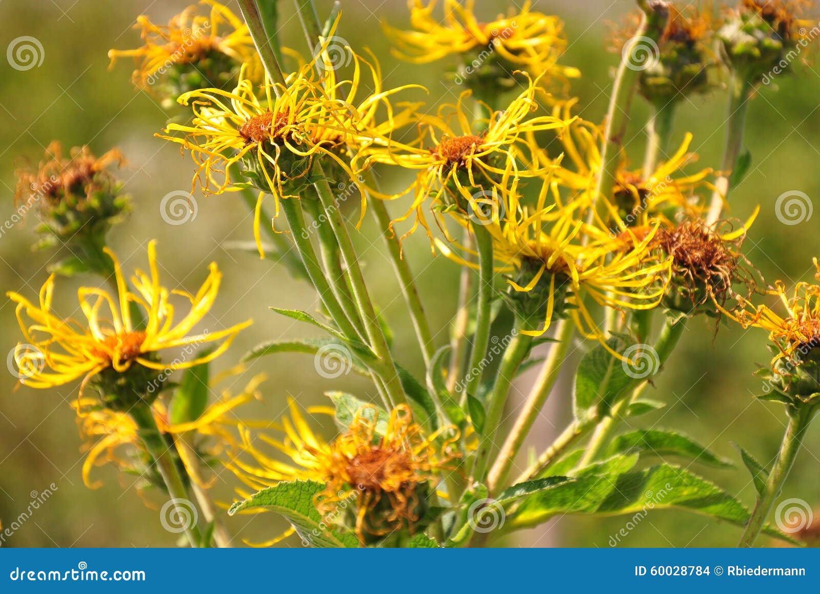 Elecampane (Inula Helenium) Stock Photo - Image of plant, flowers: 60028784