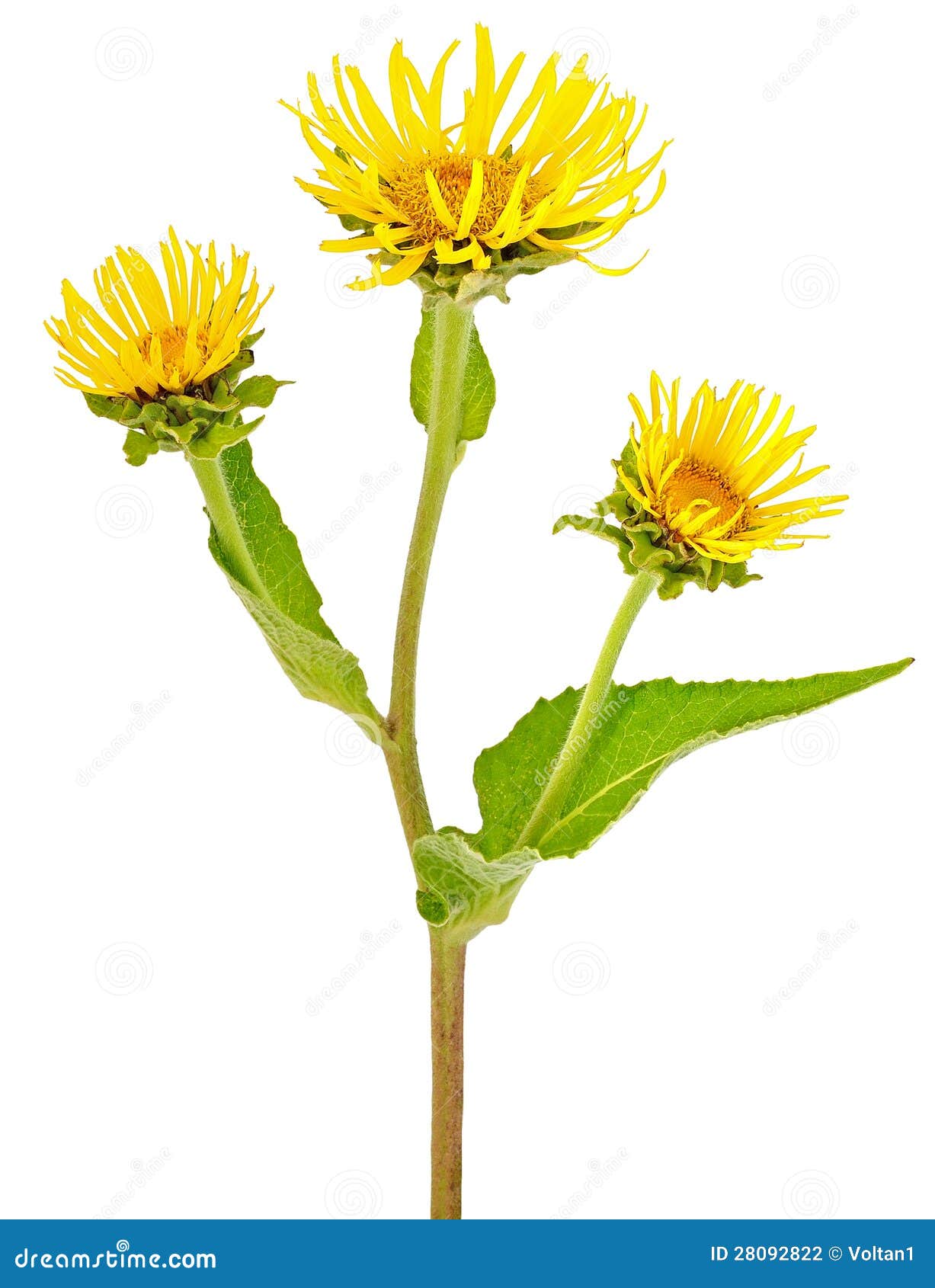 Elecampane / Inula Helenium / Echter Alant, Pravi Oman, Oman Veliki Ili ...