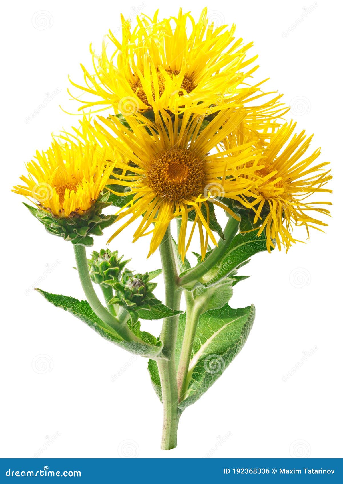 Elecampane Inula Helenium Flowering Plant, Isolated Stock Photo - Image ...