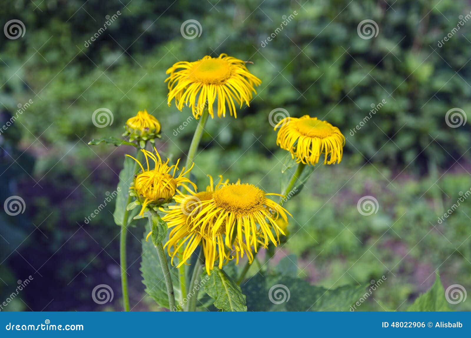 Elecampane (Inula Helenium) Medical Plant in Bloom Stock Photo - Image ...
