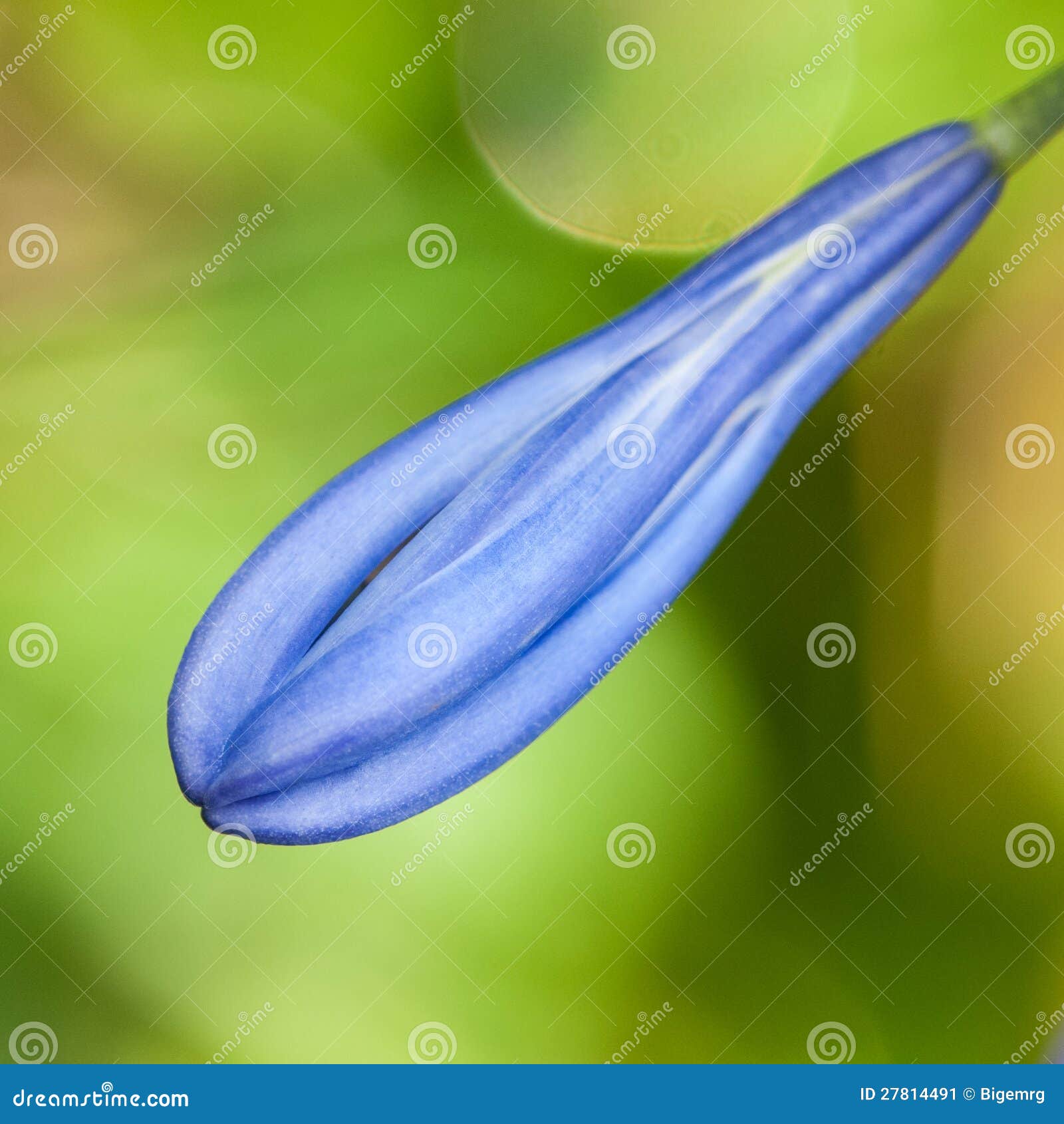 Electric Blue Bud stock image. Image of macro, flora - 27814491