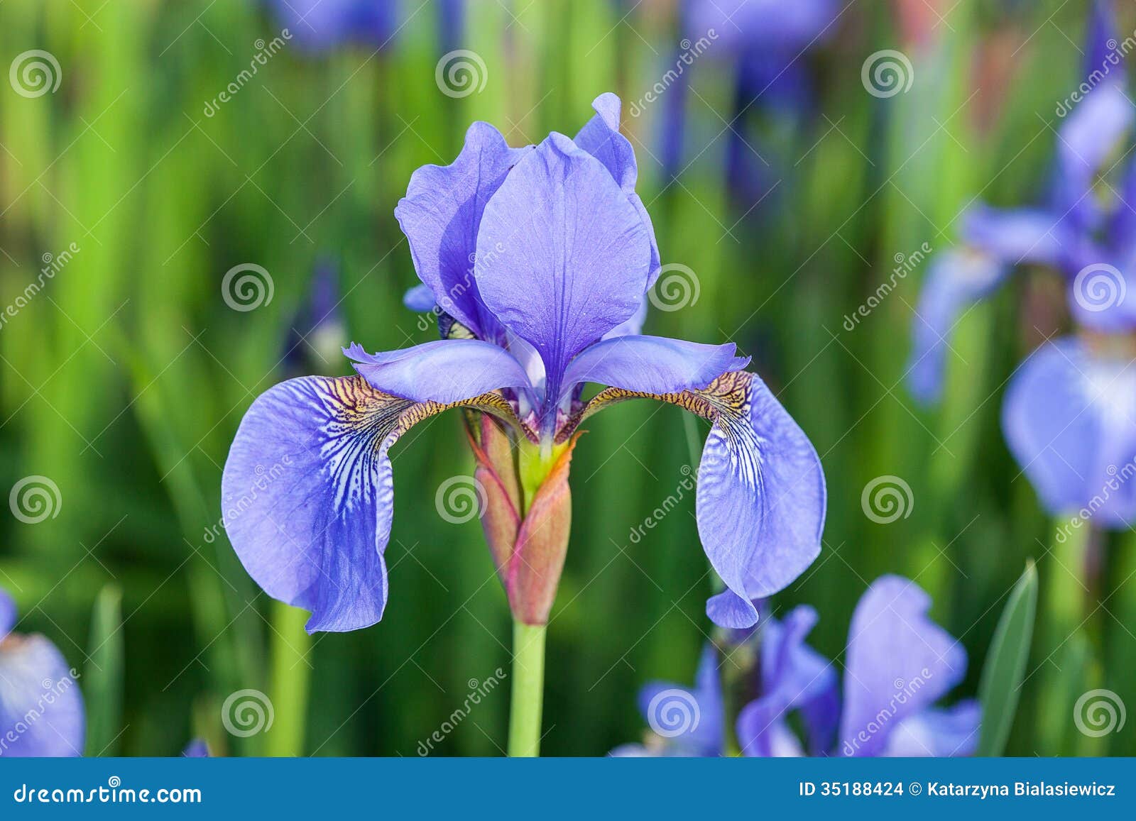 Electric blue flowers stock photo. Image of petal, nature - 35188424