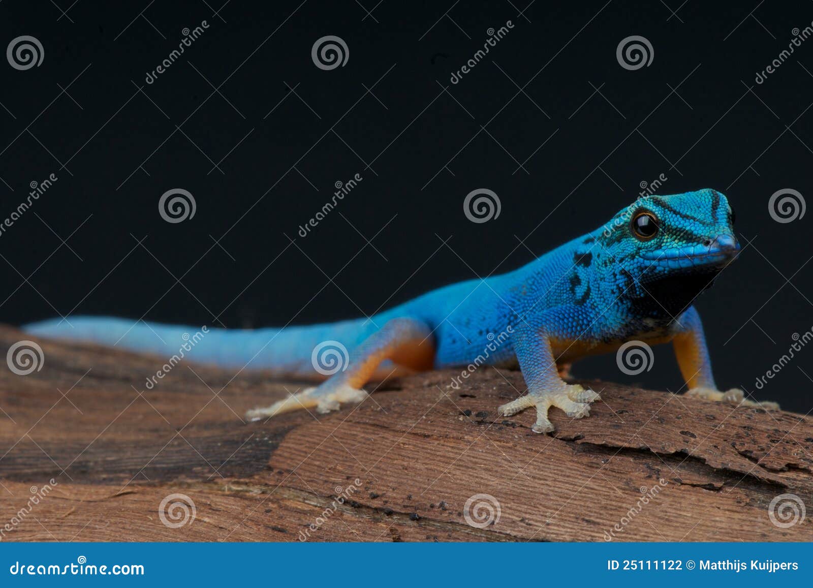 Electric blue gecko stock photo. Image of predator, orange - 25111122