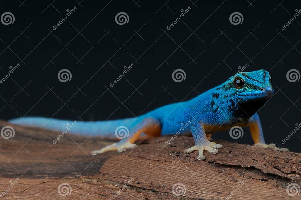 Electric blue gecko stock photo. Image of predator, orange - 25111122