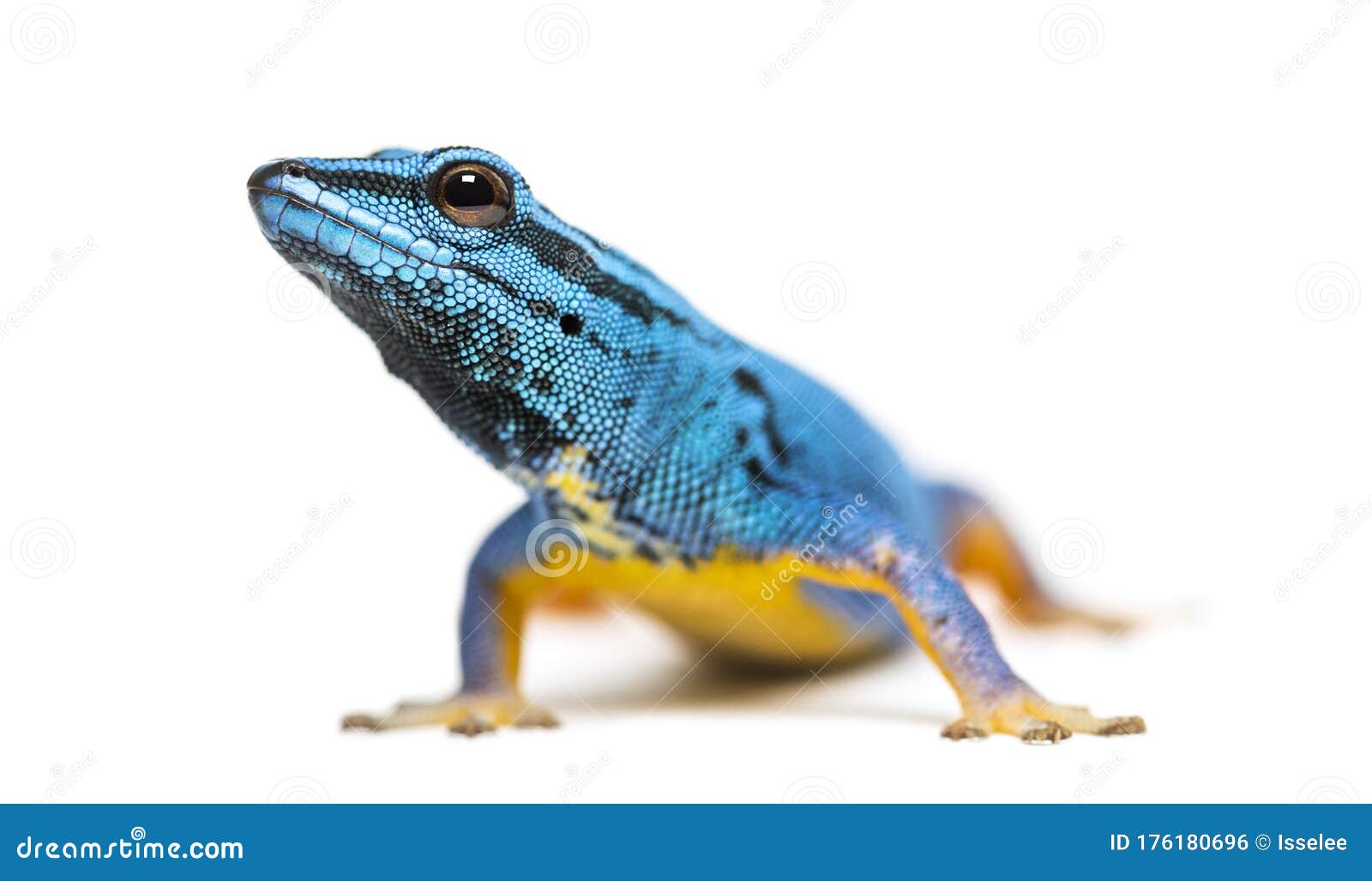 Electric Blue Gecko Looking at the Camera Stock Photo - Image of ...