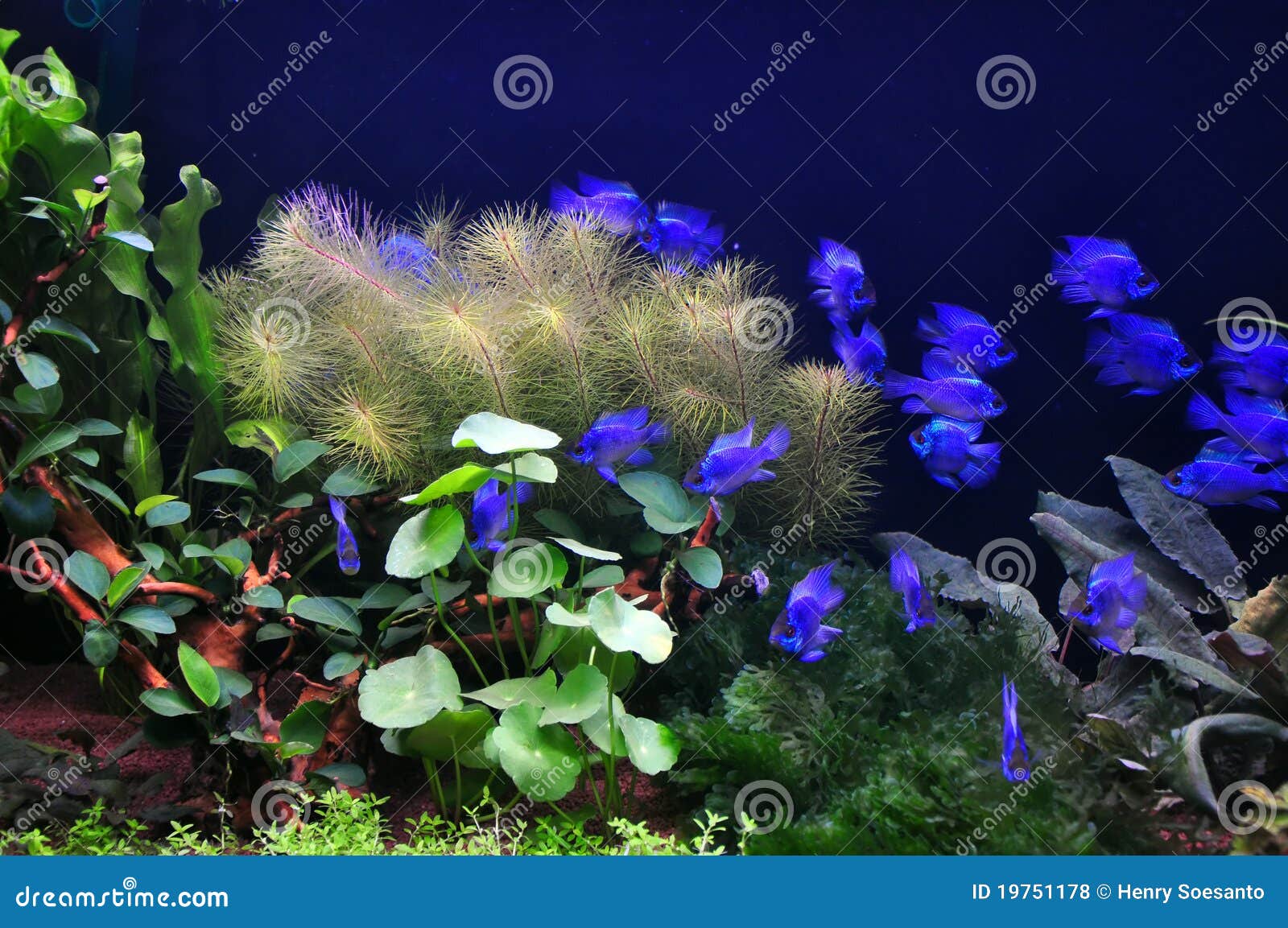 Electric Blue Neon Damsel Fish Stock Photo - Image of water, devil ...
