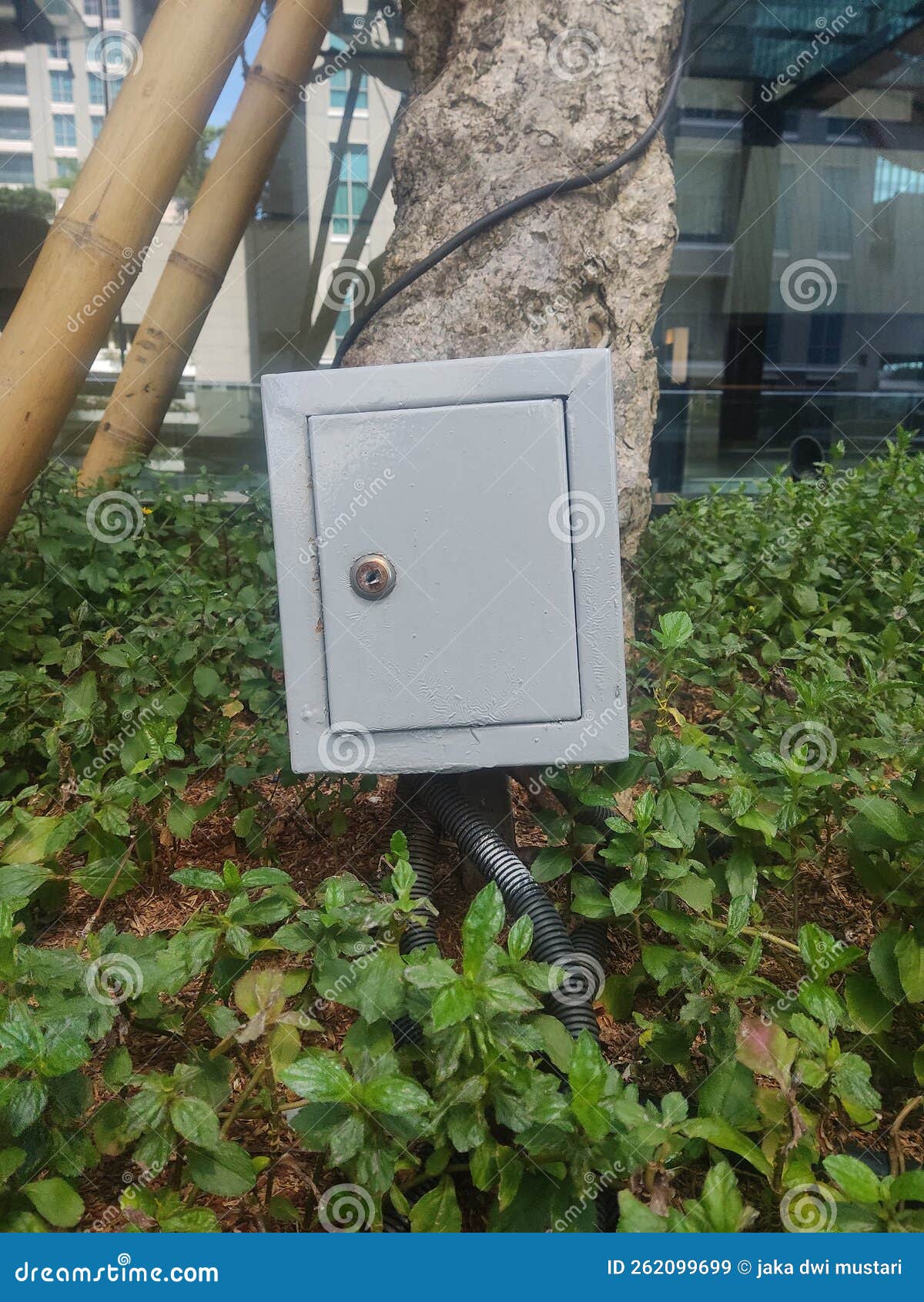 Electric box at tree stock image. Image of electric - 262099699