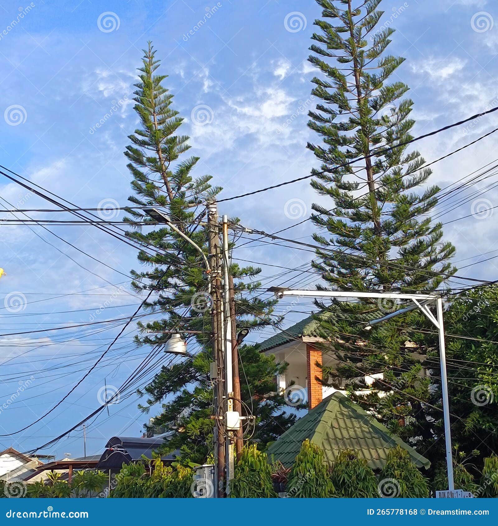 Electric Cable with a Couple of Trees Stock Photo - Image of electric ...