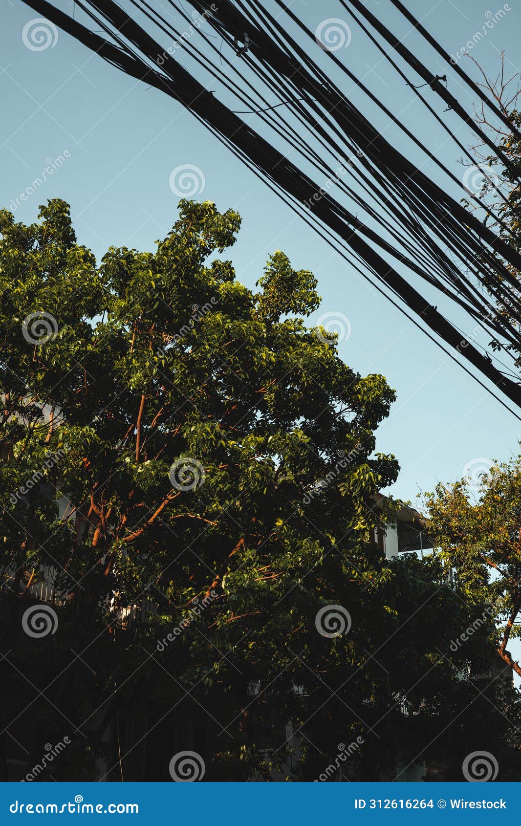Electric Cables Hang Above the Road, Flanked by Trees. Stock Photo ...