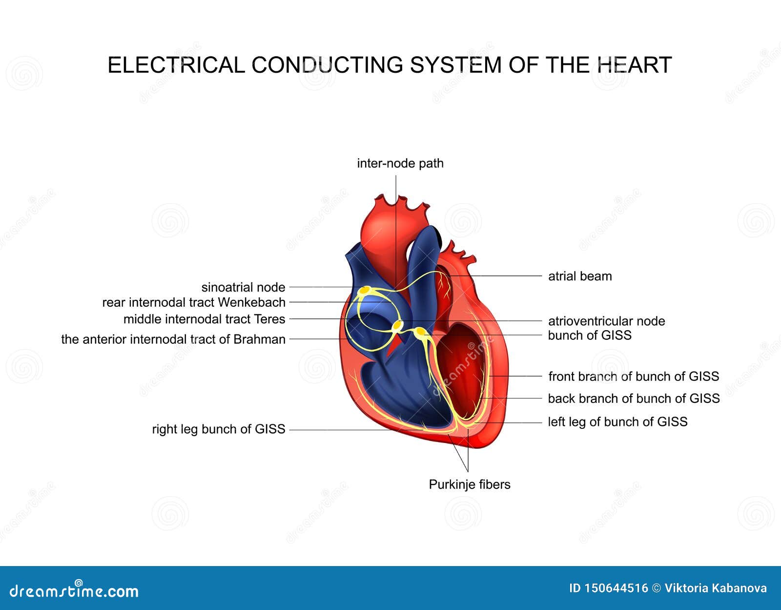 Electric Conducting System of the Heart Stock Vector - Illustration of ...