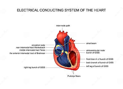 Electric Conducting System of the Heart Stock Vector - Illustration of ...