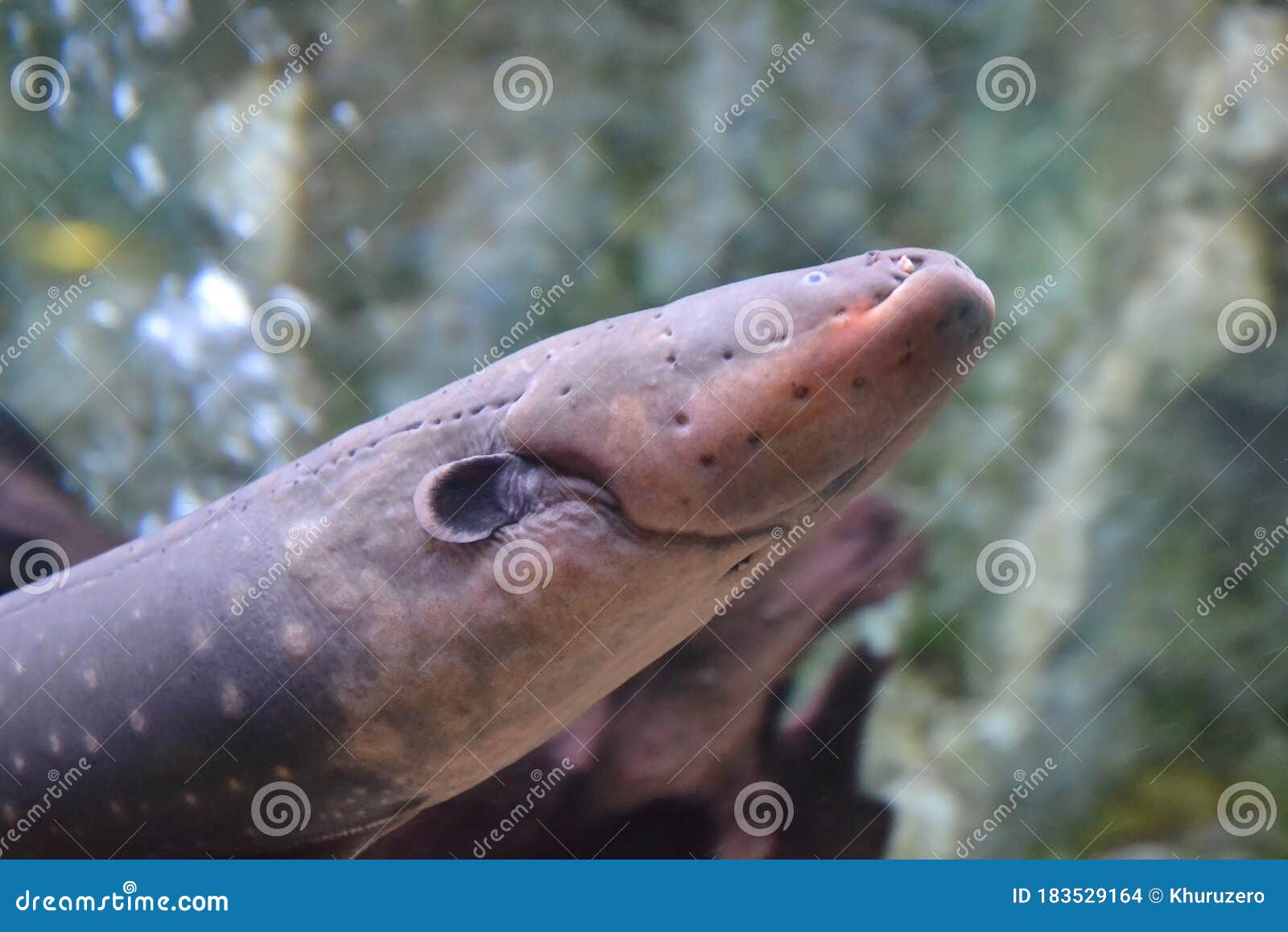 Electric eel stock photo. Image of colorful, color, aquatic - 183529164