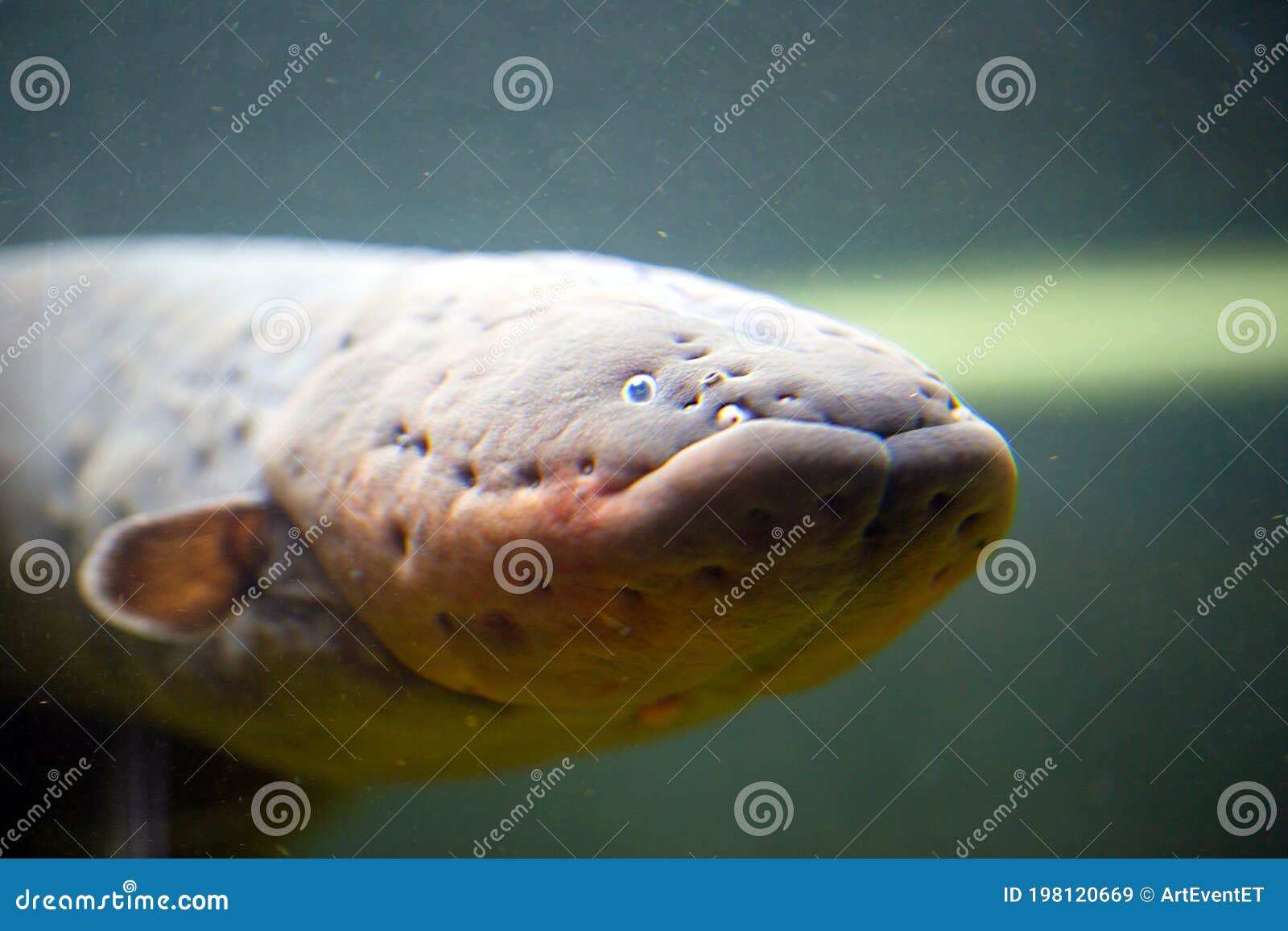 Electric Eel Electrophorus Electricus Stock Image - Image of ...