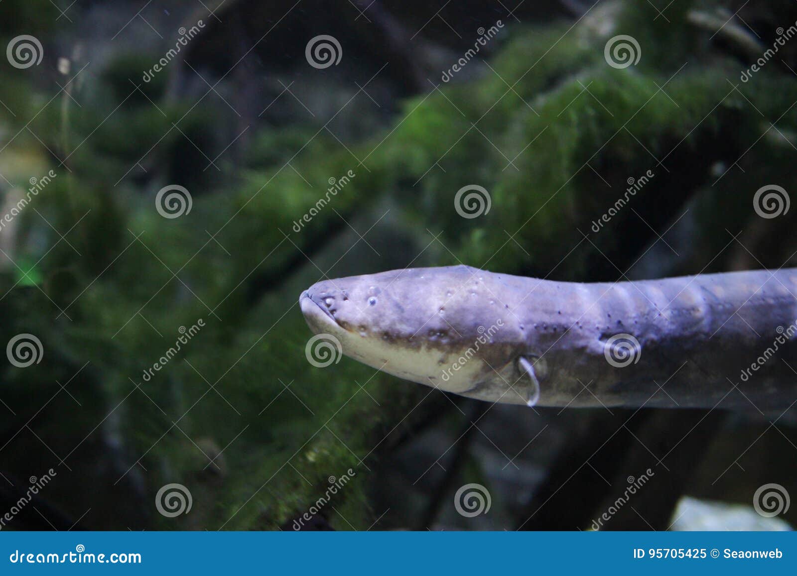 The Electric Eel Electrophorus Electricus Stock Image - Image of ...