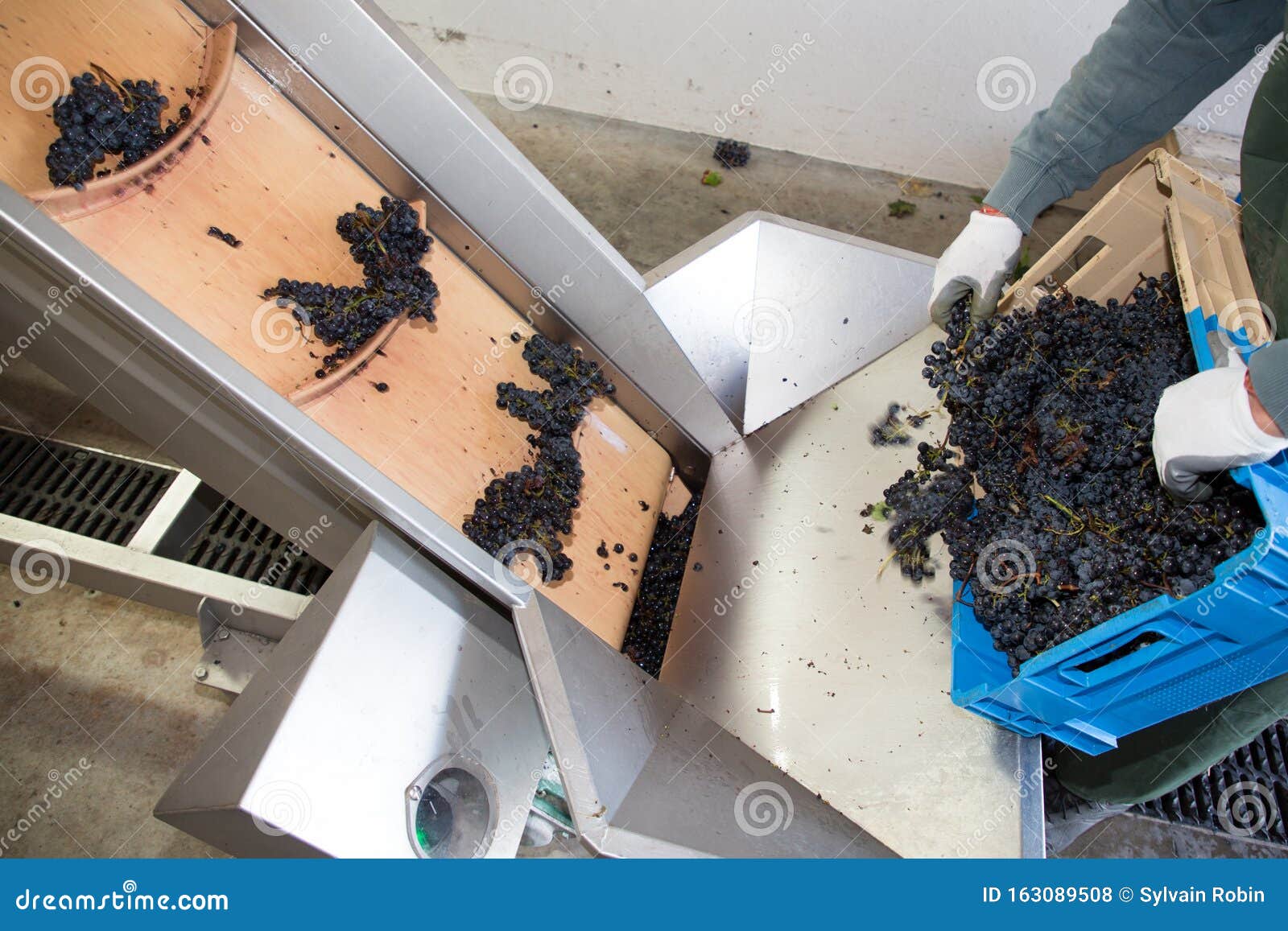 Electric Grape Sorting Mat Winery Machine with Grapes Modern Stock ...