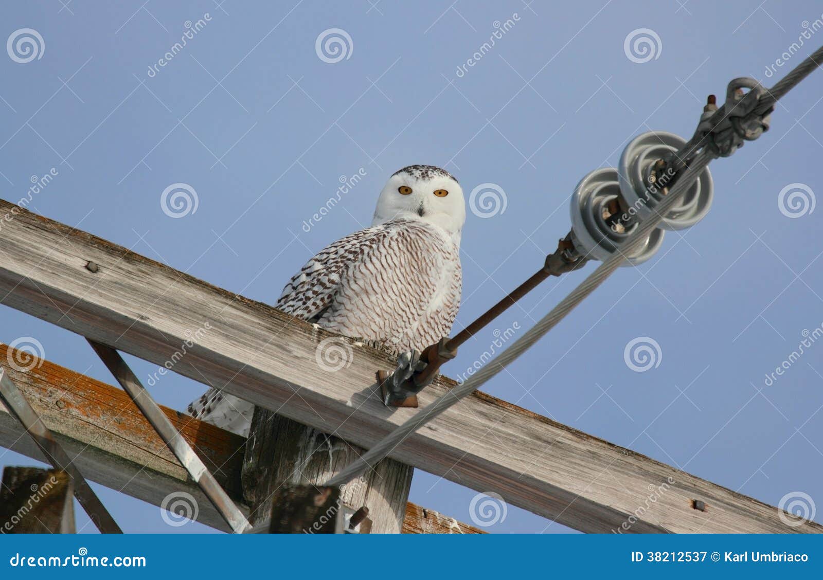 Electric line stock image. Image of quebec, animal, line - 38212537