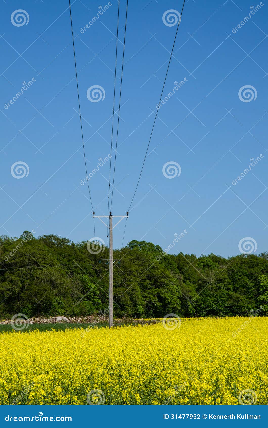Electric lines over field stock photo. Image of blossom - 31477952