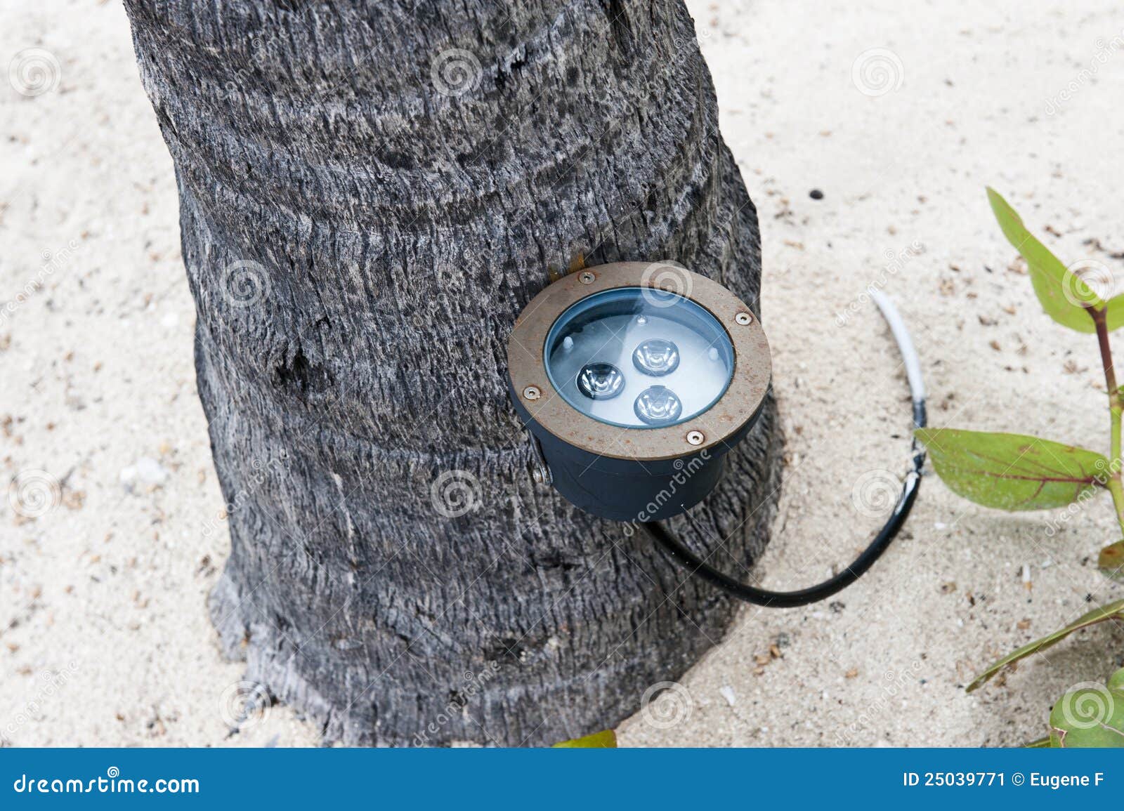 Electric Palm Tree stock image. Image of nature, tree - 25039771