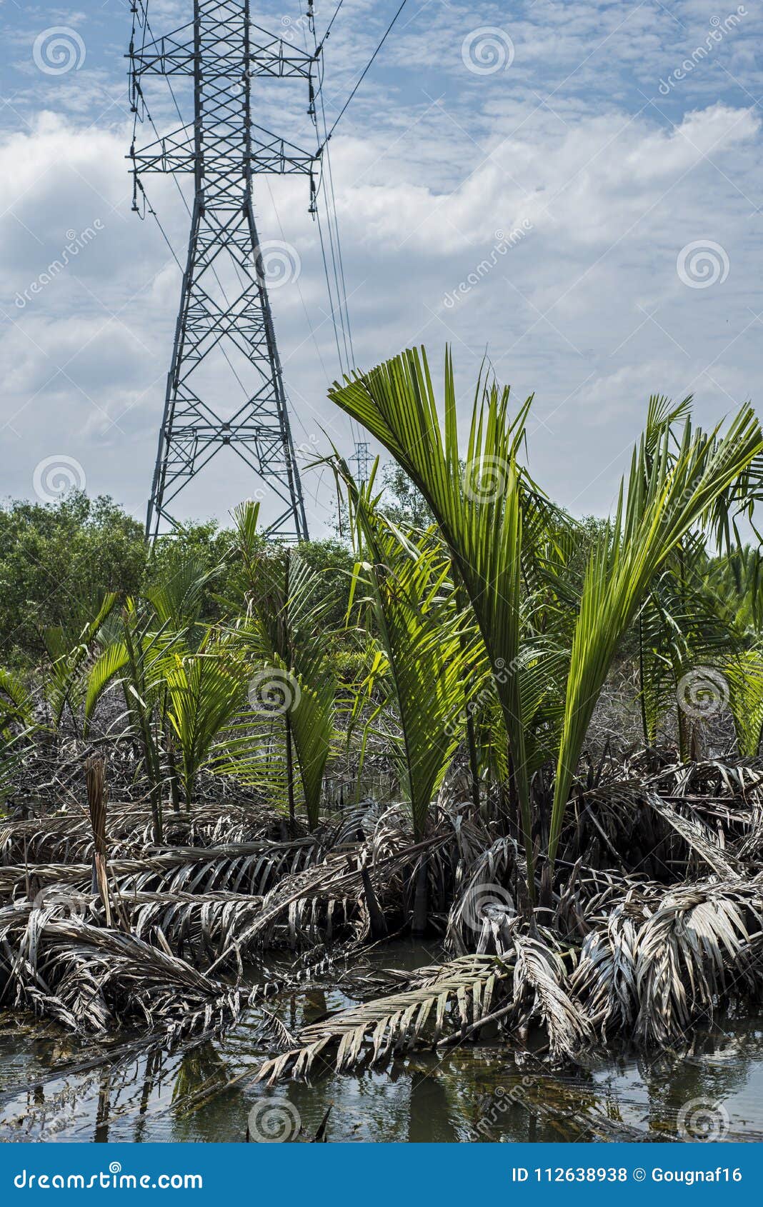 Electric Pole in the Jungle Stock Photo - Image of engineering, outdoor ...