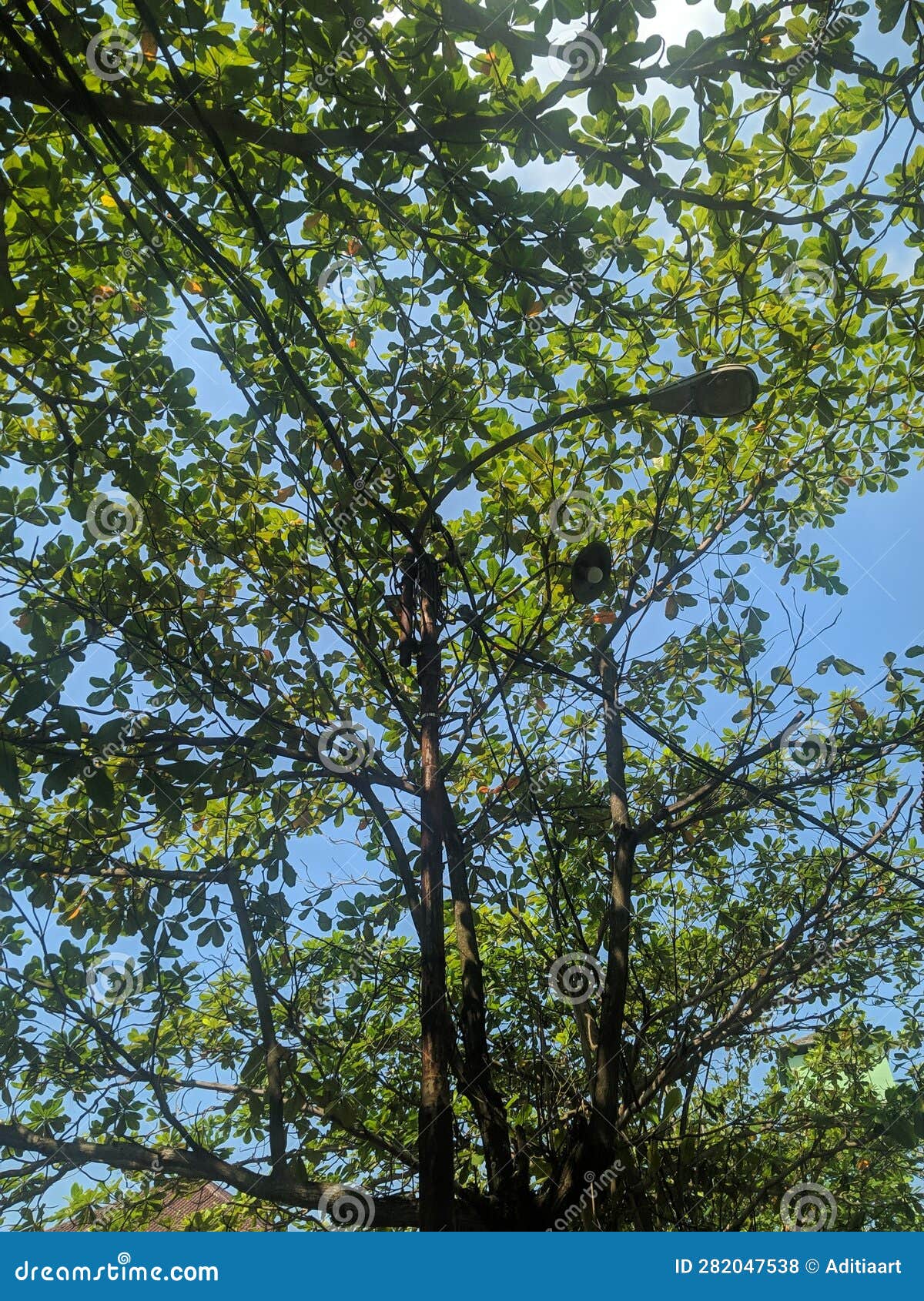 Electric Pole Light and Trees Stock Photo - Image of trees, pole: 282047538