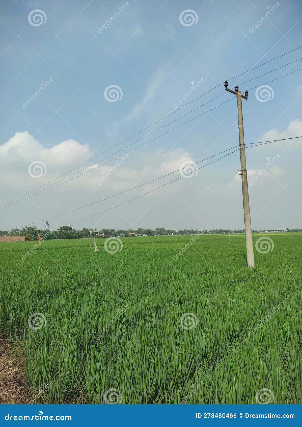 The Electric Pole is in the Middle of the Rice Field Stock Photo ...