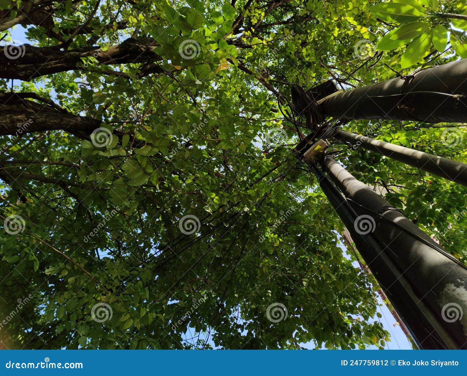 Electric Pole Near a Grove of Trees in a City Stock Photo - Image of ...