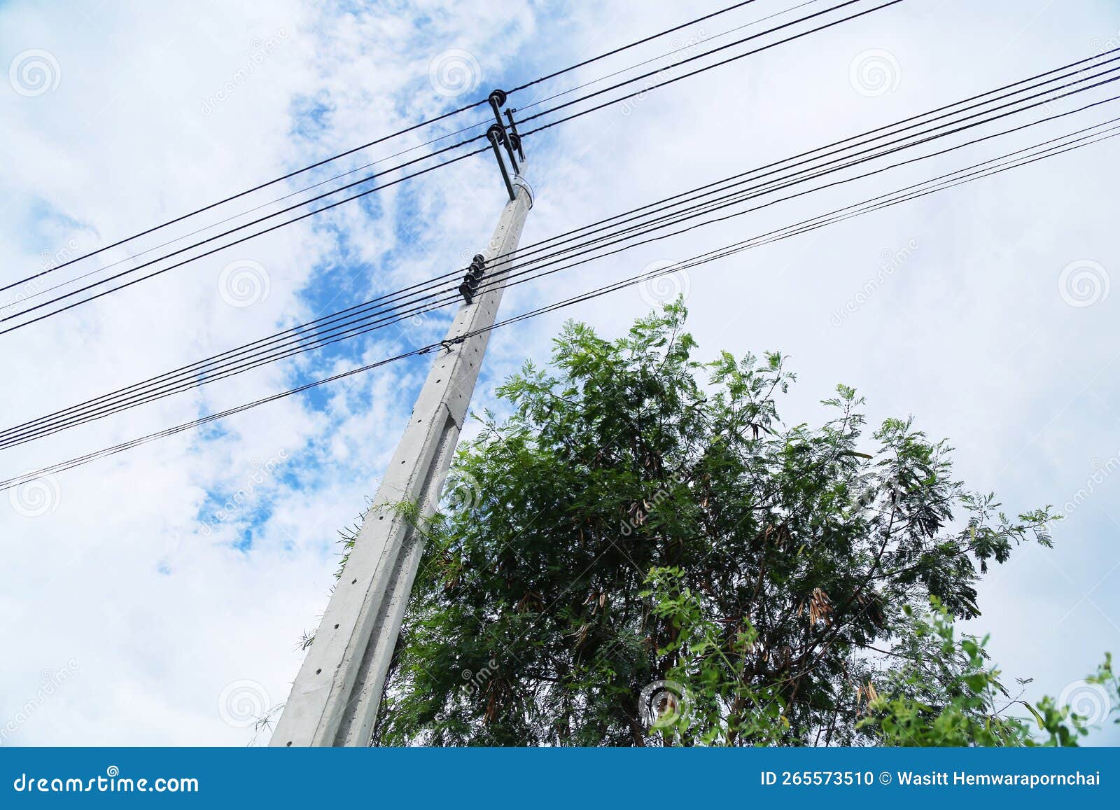 Electric Pole with Tree and Sky Behind. Stock Photo - Image of pole ...