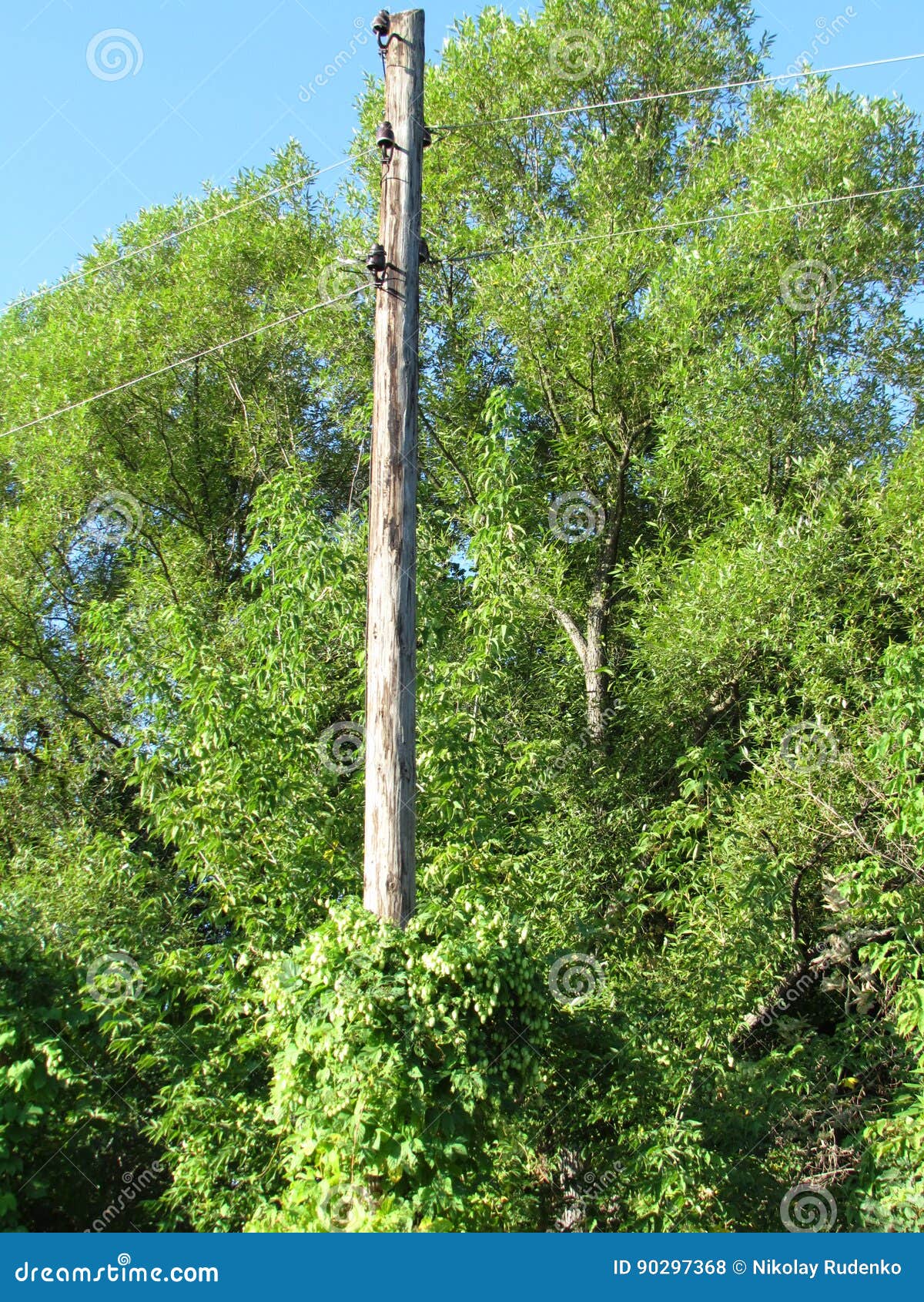 Electric pole and trees stock photo. Image of summer - 90297368