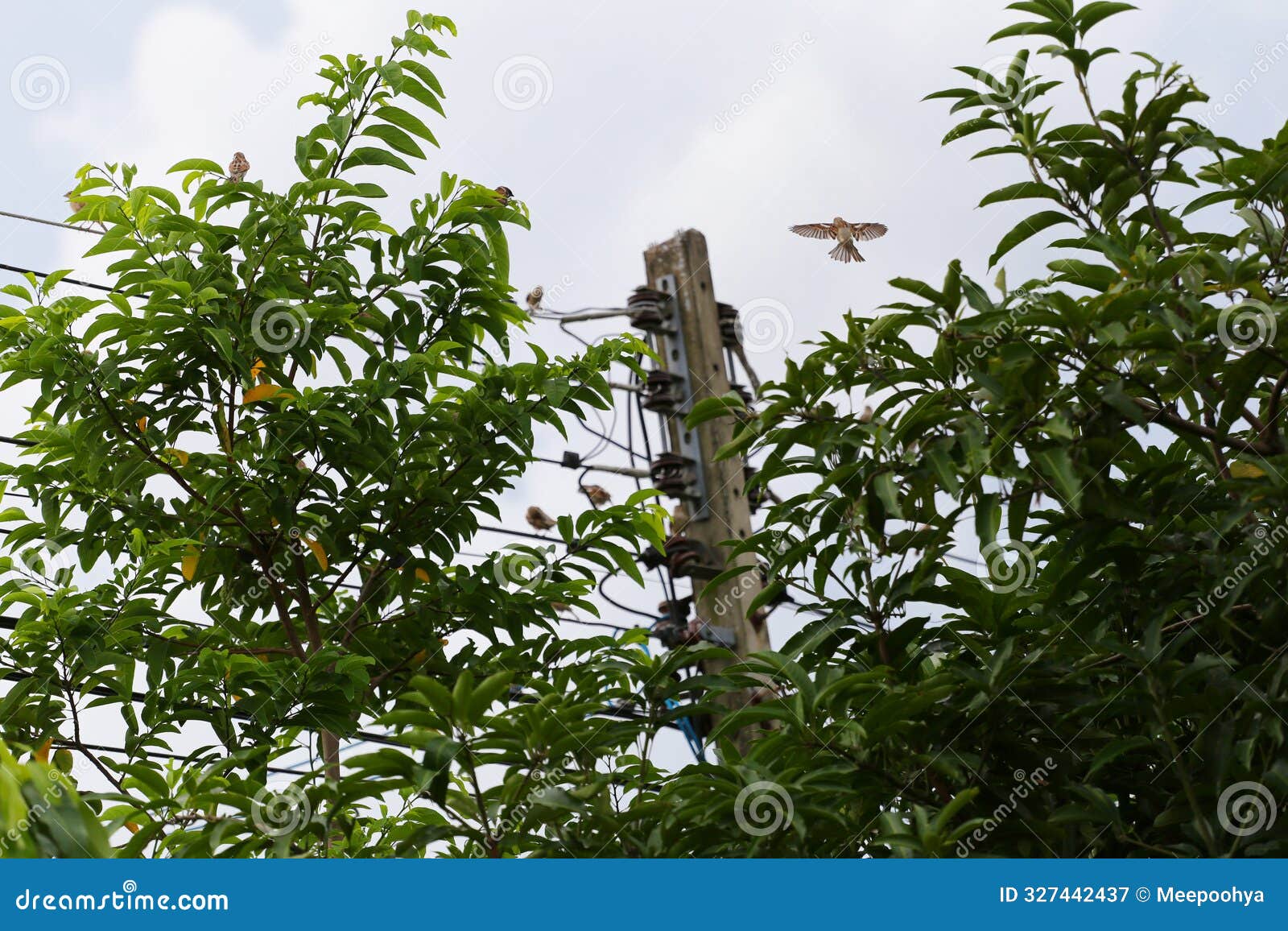 Electric Pole Wiht Tree and Have Birds Perched on Its Branches Stock ...
