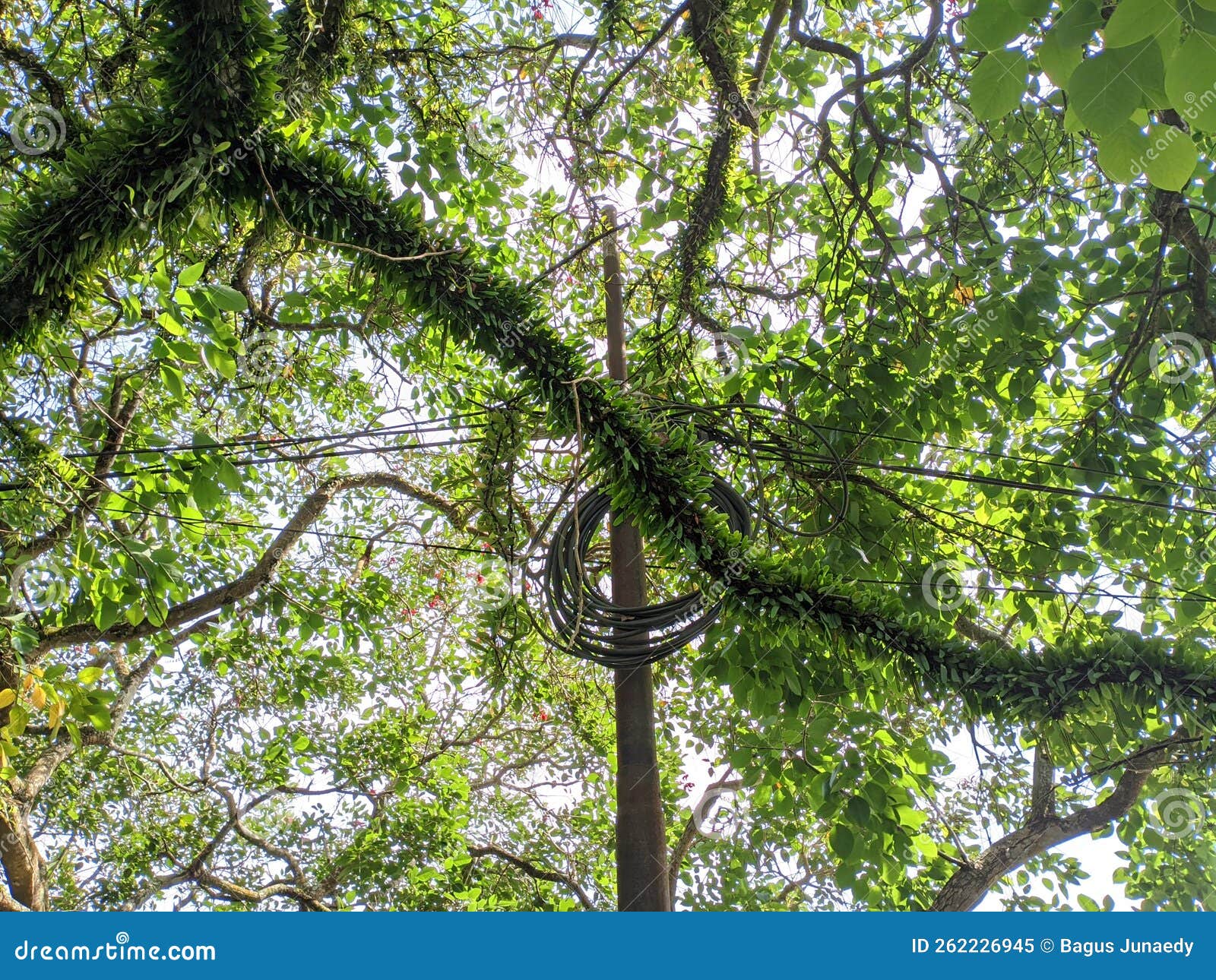 Electric Poles Full of Cables Surrounded by Trees Stock Image - Image ...