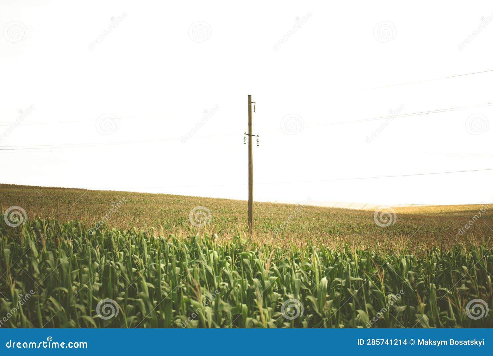 Electric Poles with Wires in the Field Stock Photo - Image of engine ...