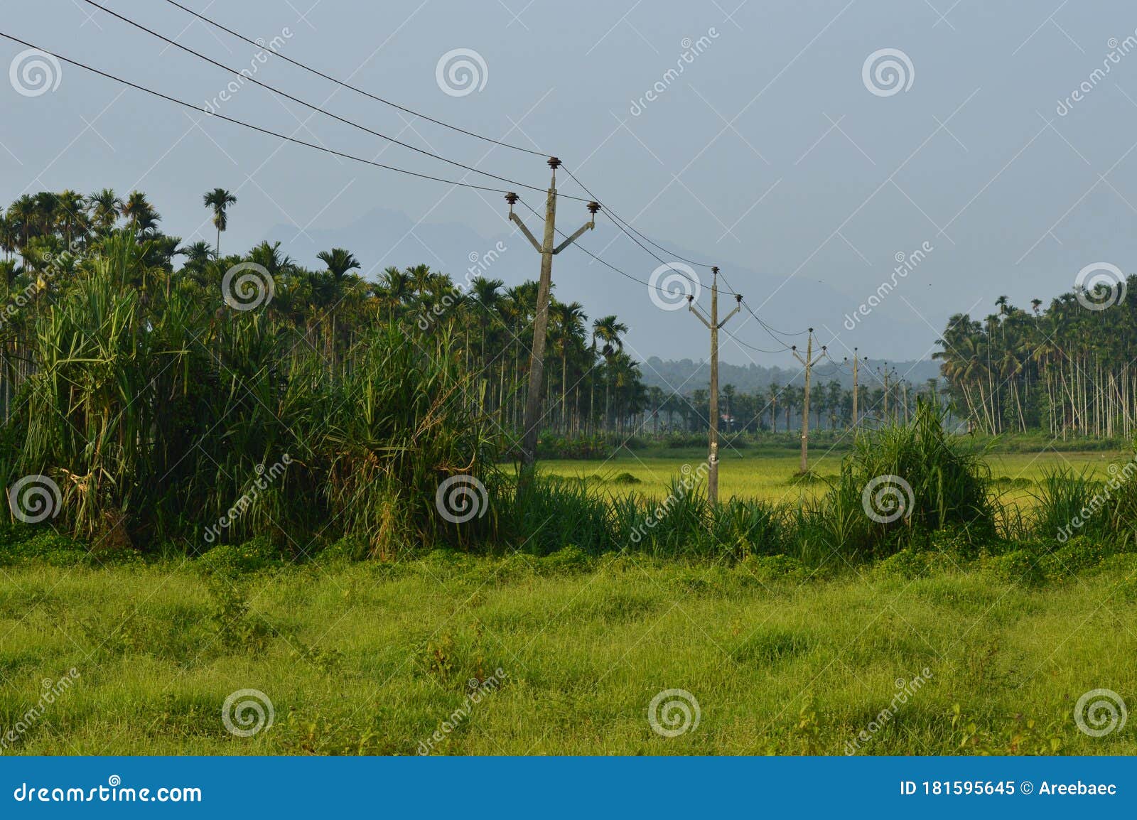 Electric Post and Line Passing through the Paddy Field. Stock Image ...