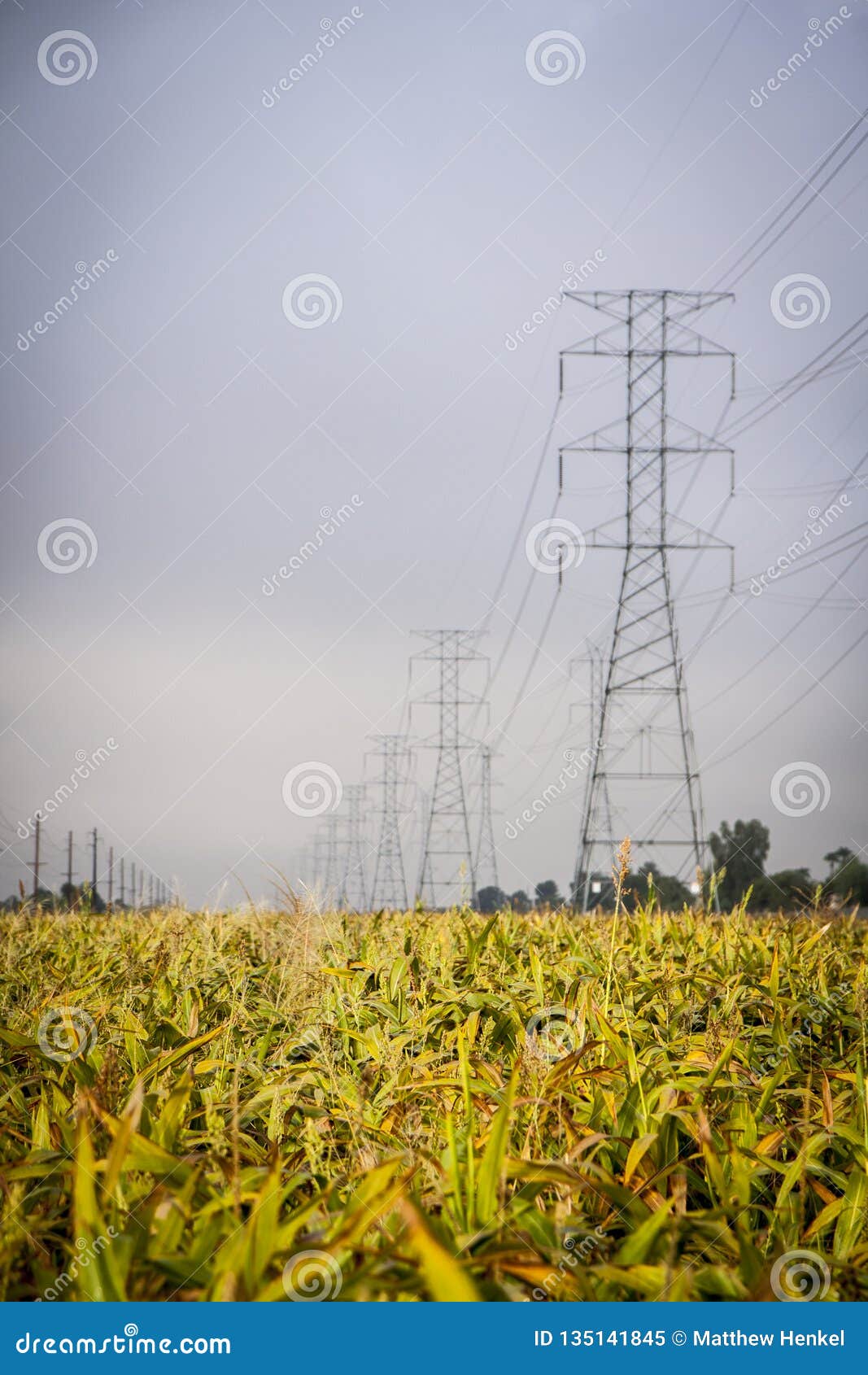 Electric Power Lines Over Field Stock Image - Image of pole, cables ...