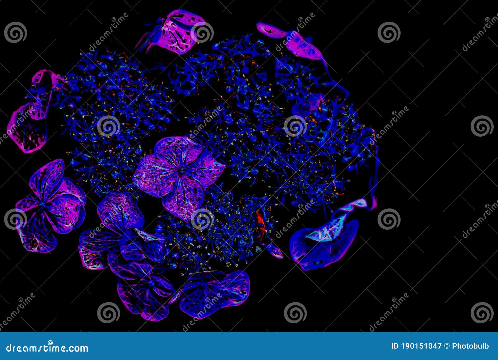 Electric Purple Hydrangea stock illustration. Illustration of purple ...