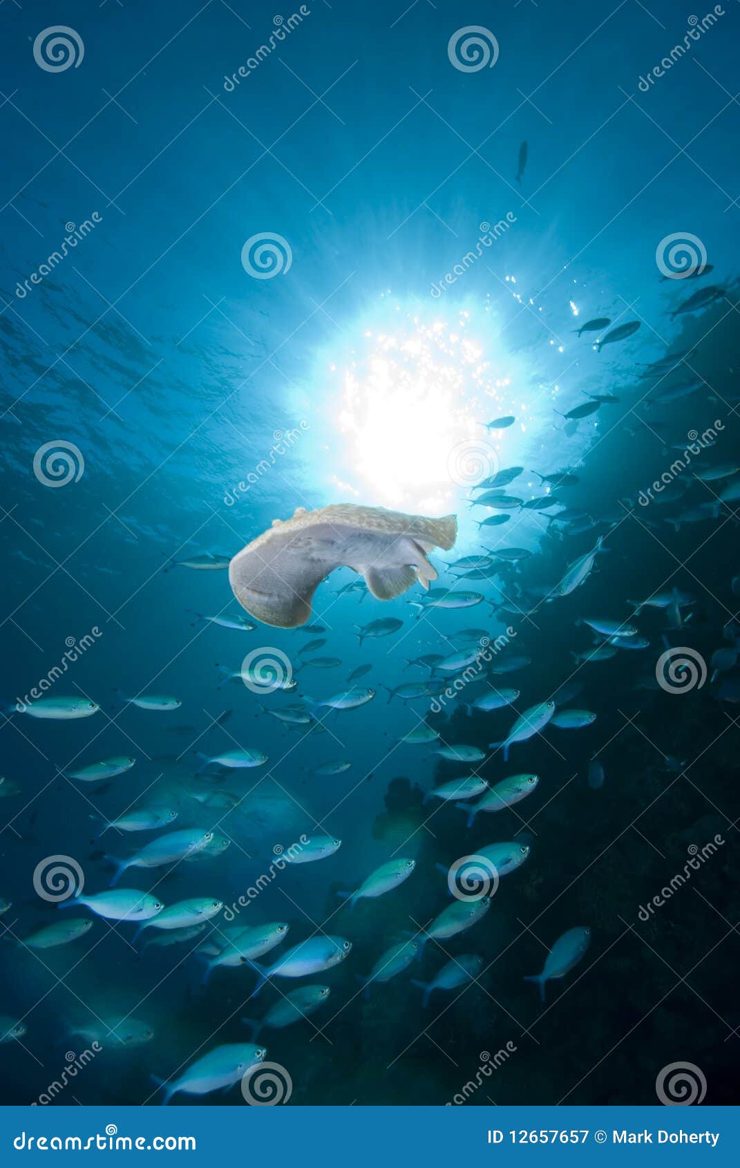 Electric ray stock image. Image of coral, view, waters - 12657657