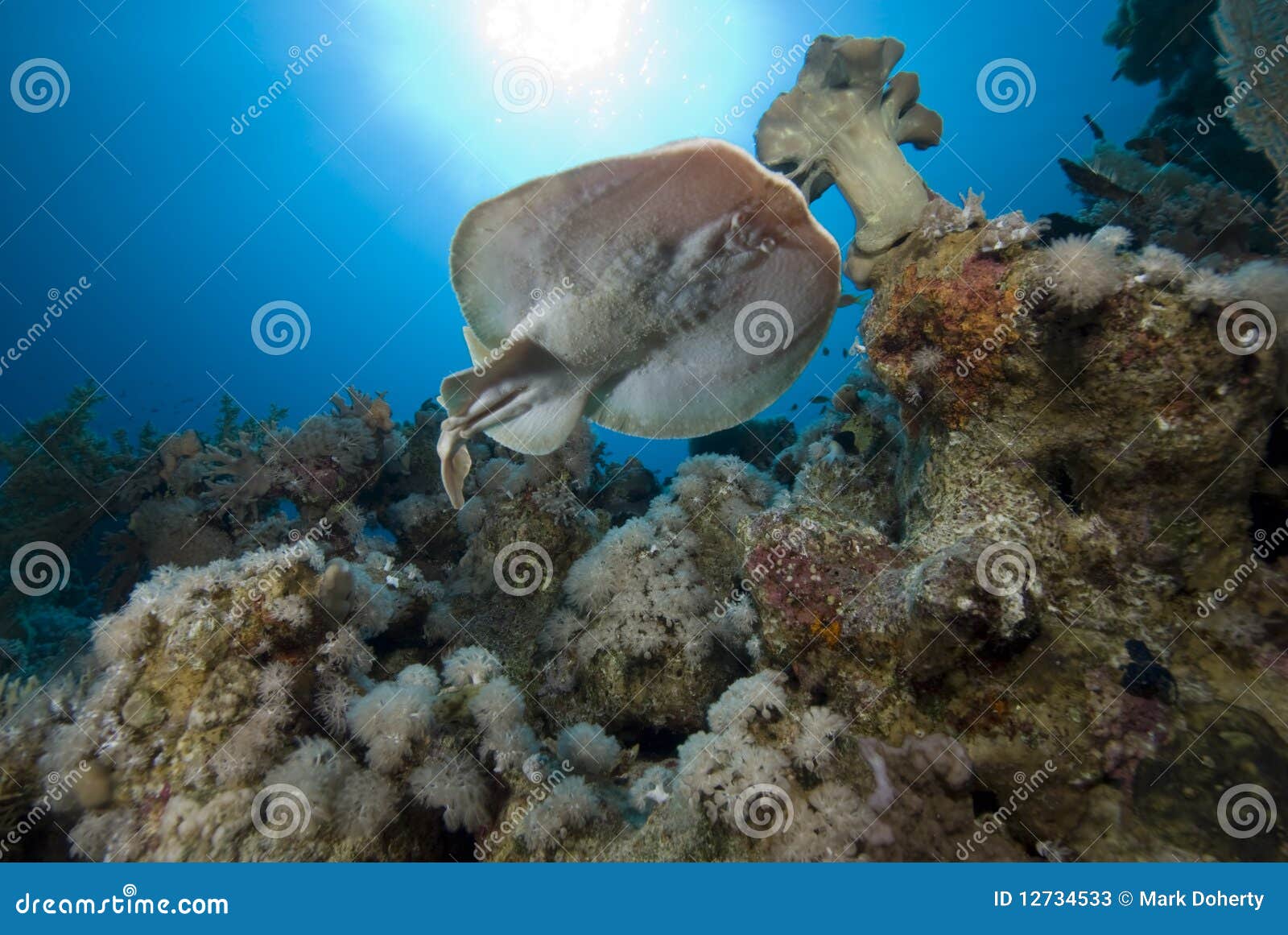Electric ray stock image. Image of water, view, underwater - 12734533