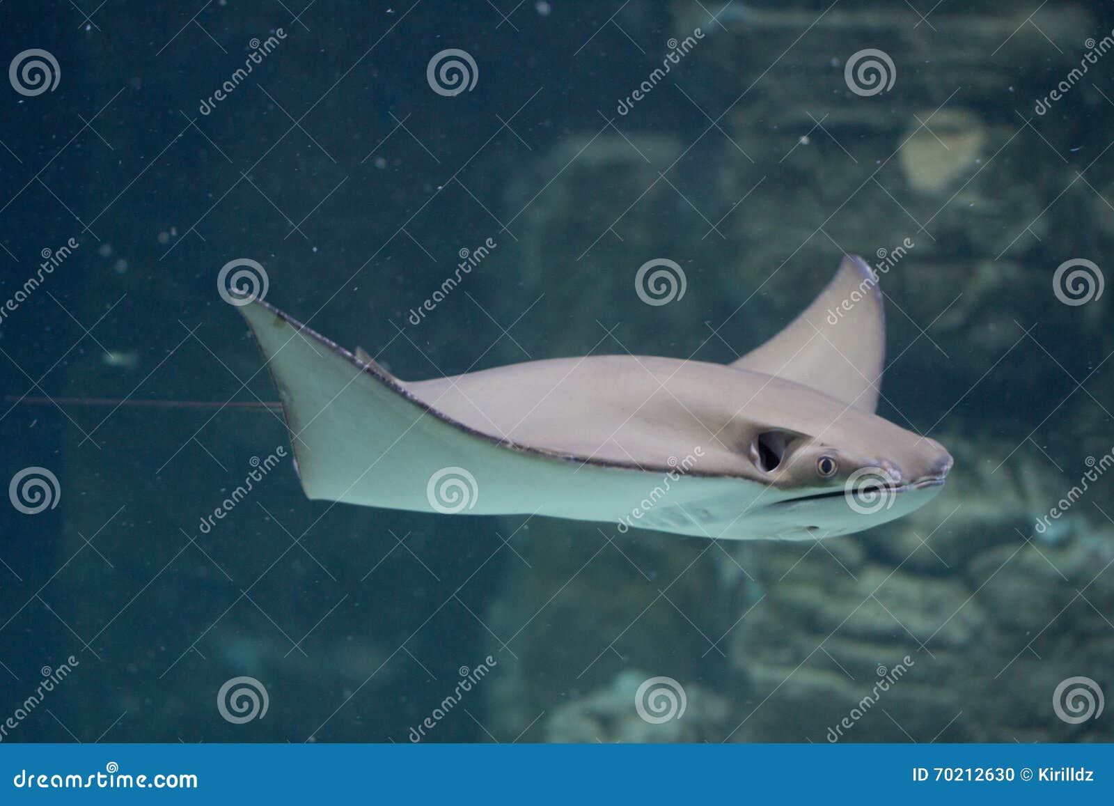 Electric ray fish in ocean stock photo. Image of fish - 70212630