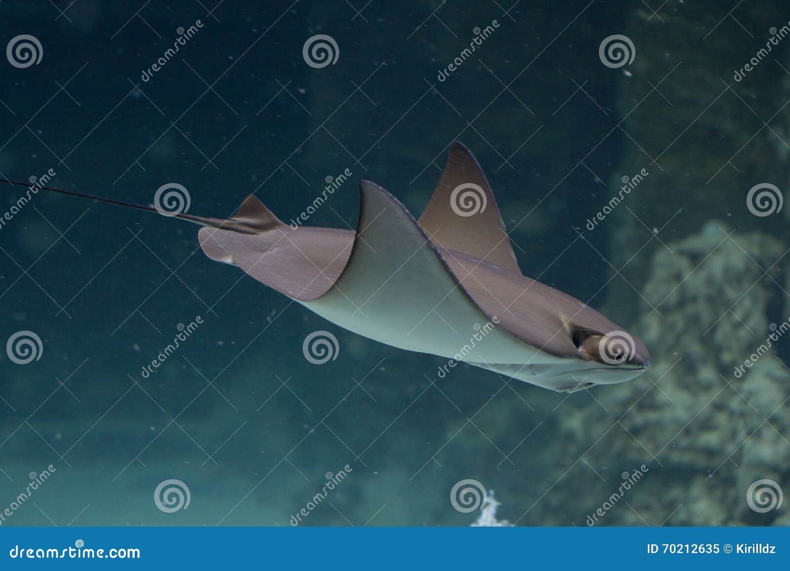 Electric ray fish in ocean stock image. Image of marine - 70212635