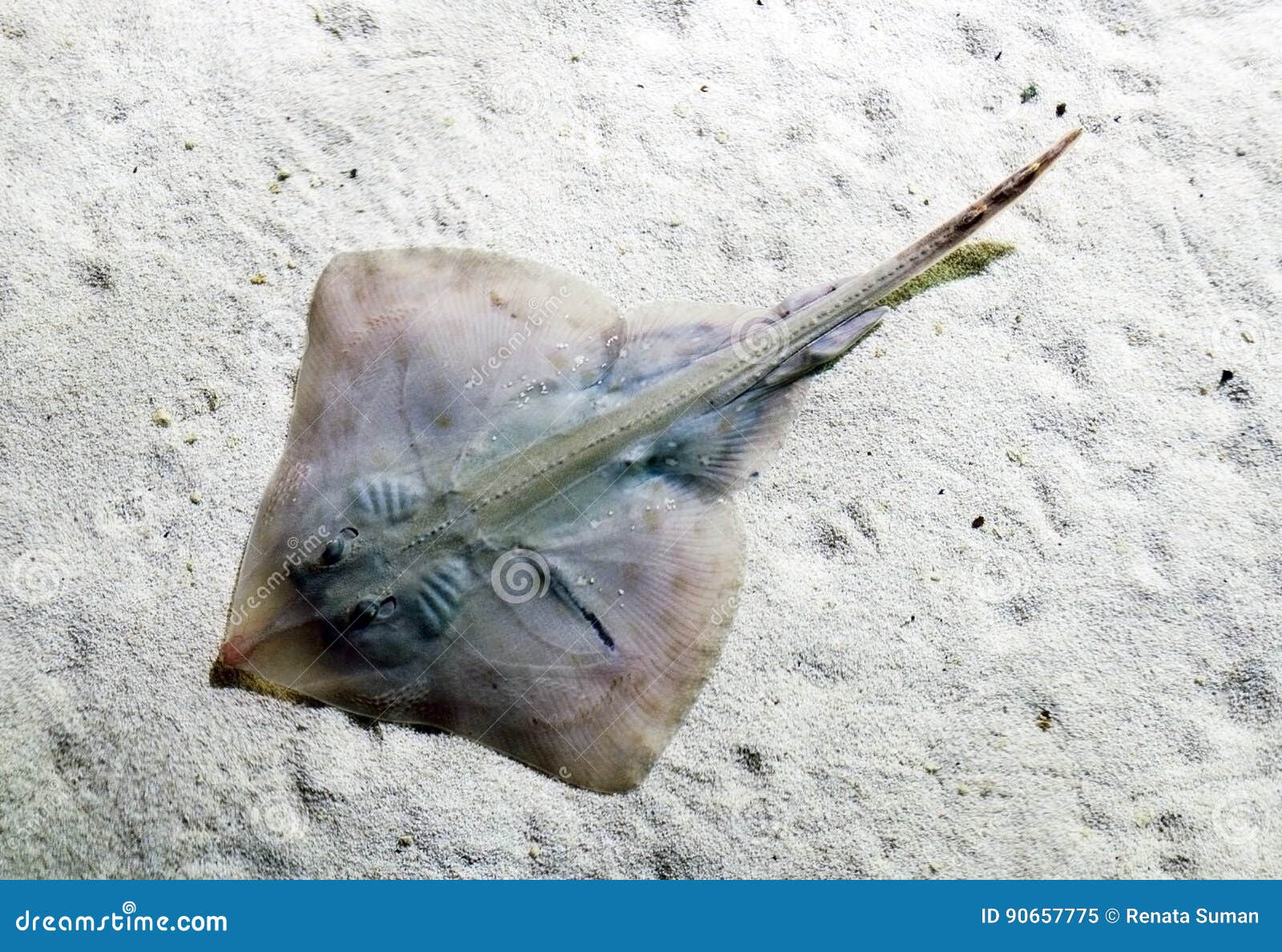 Electric ray floats stock image. Image of fish, bottom - 90657775