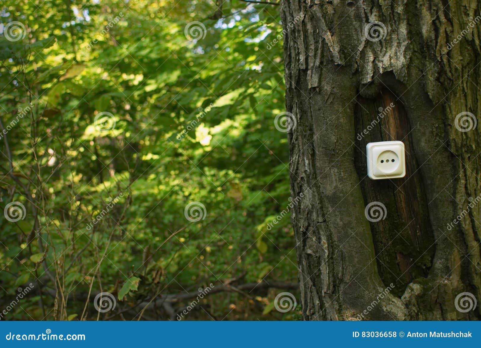 Electric Socket on Trees in Forest. Green Energy Concept Stock Photo ...