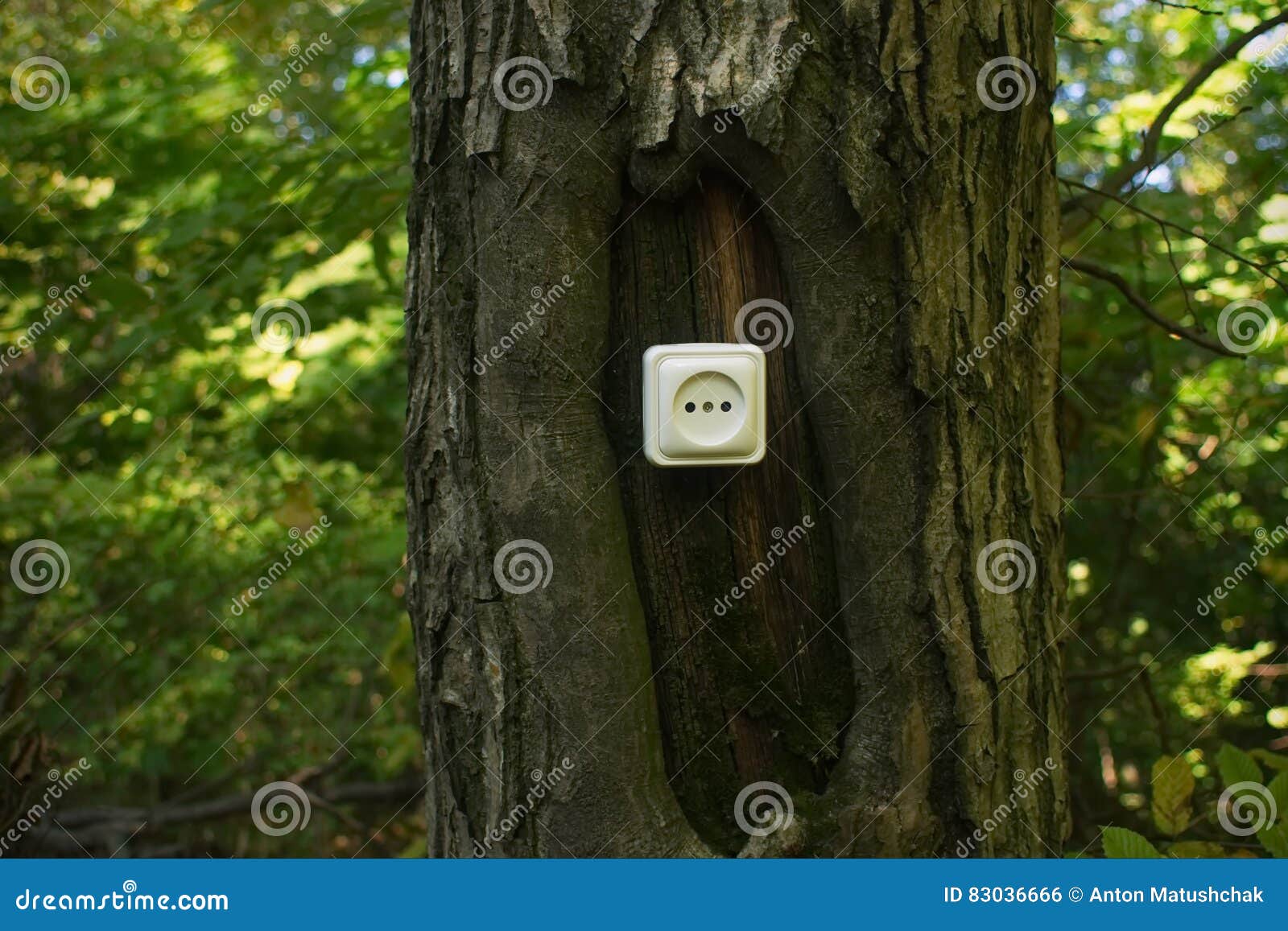 Electric Socket on Trees in Forest. Green Energy Concept Stock Photo ...
