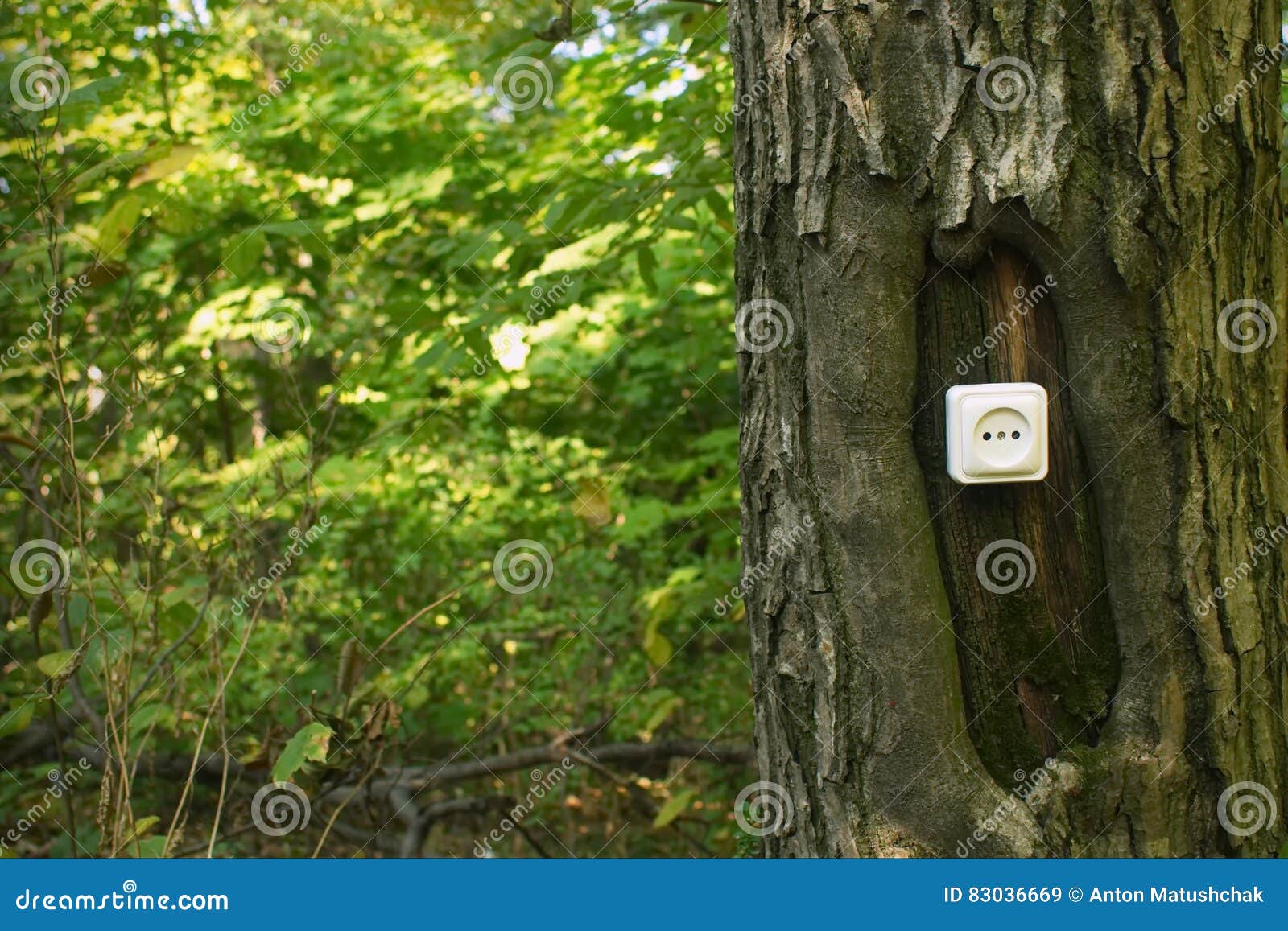 Electric Socket on Trees in Forest. Green Energy Concept Stock Image ...