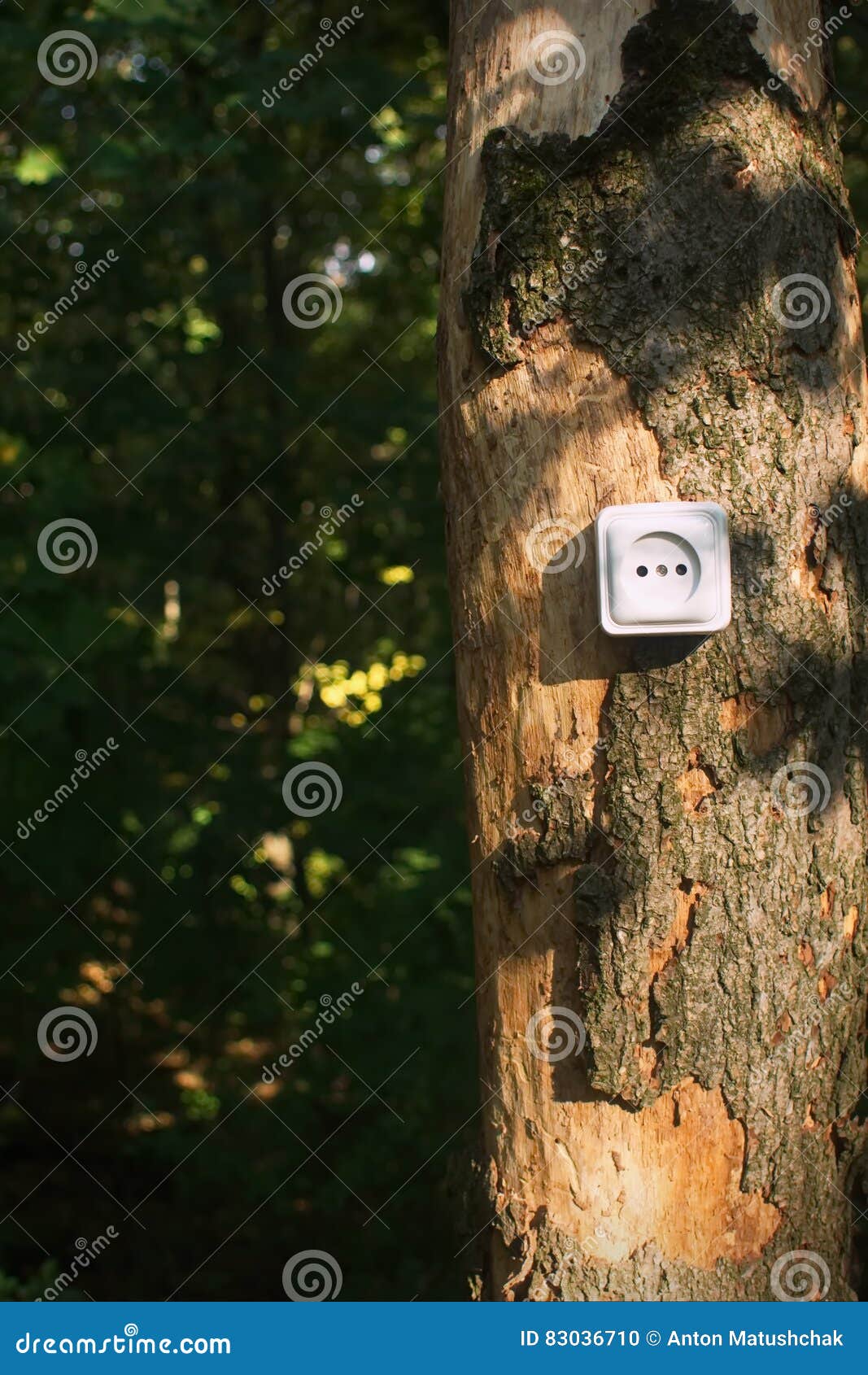 Electric Socket on Trees in Forest. Green Energy Concept Stock Photo ...