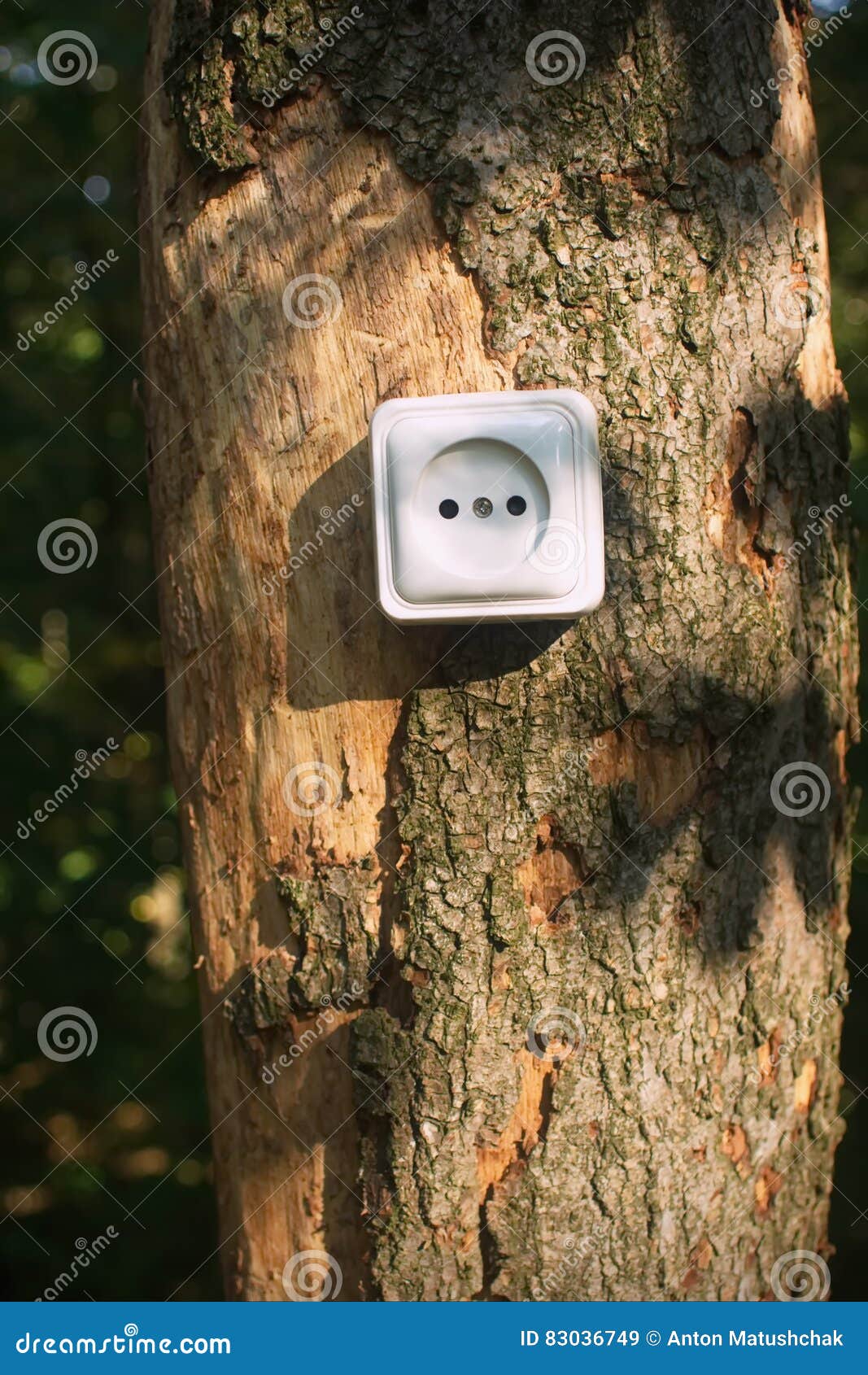 Electric Socket on Trees in Forest. Green Energy Concept Stock Image ...