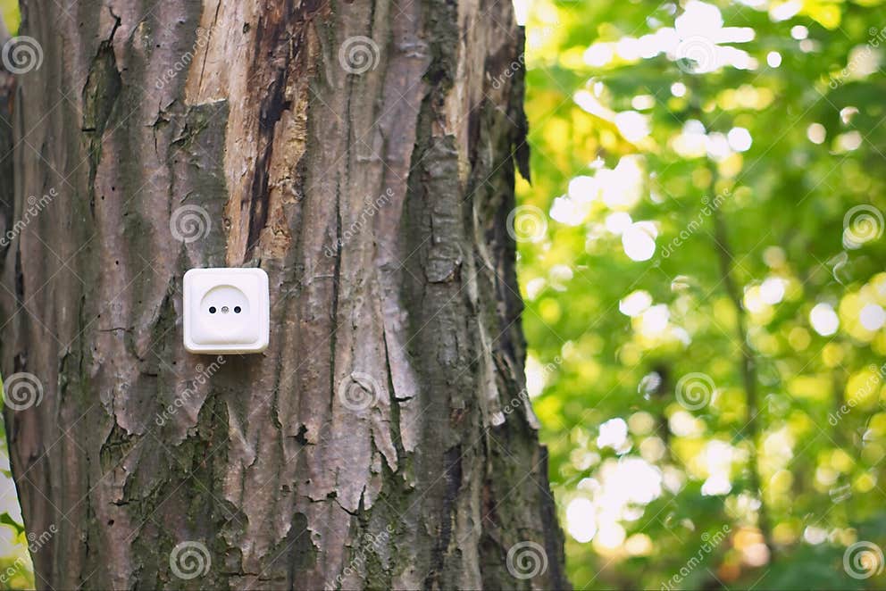 Electric Socket on Trees in Forest. Green Energy Concept Stock Image ...