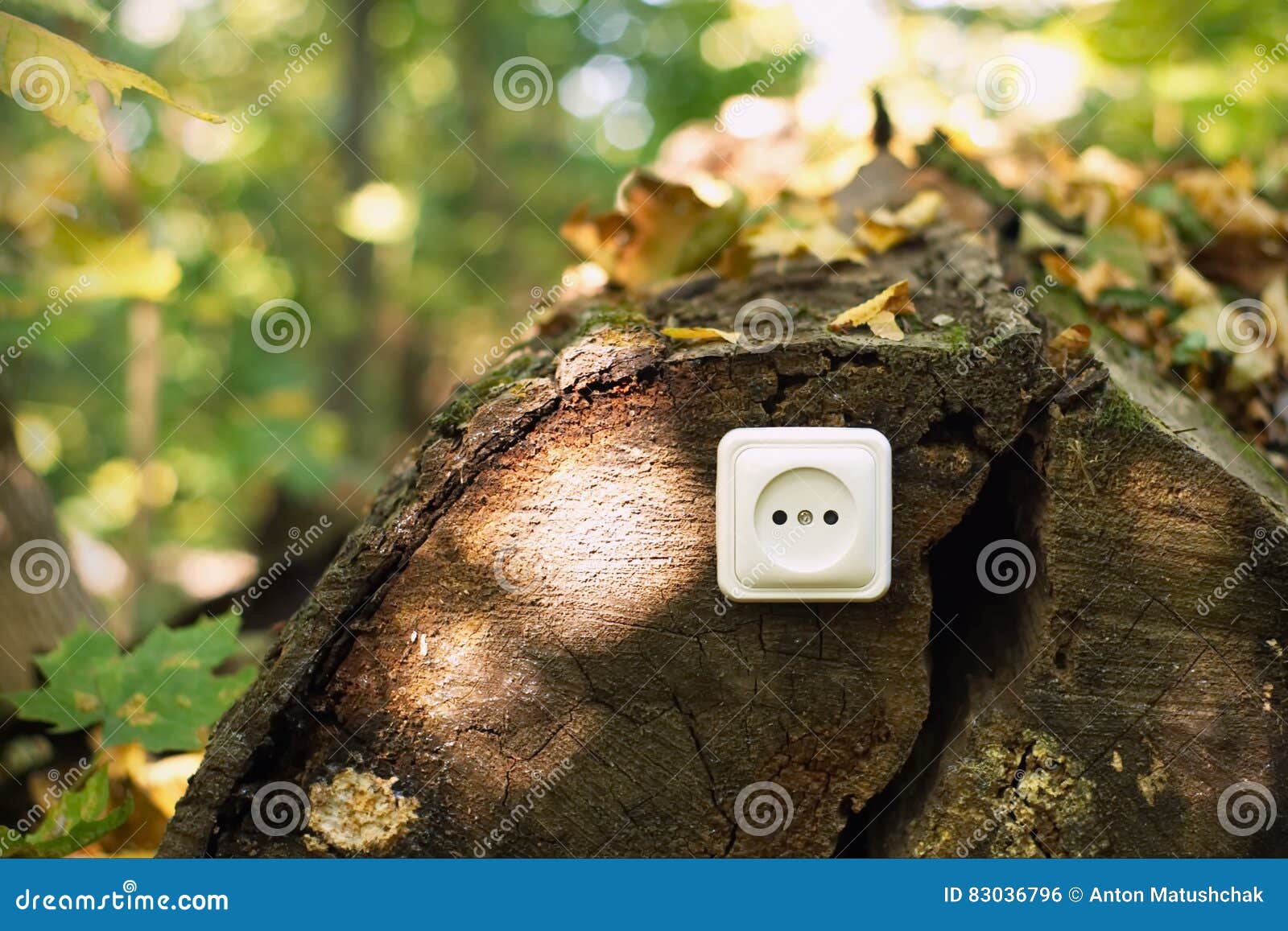 Electric Socket on Trees in Forest. Green Energy Concept Stock Photo ...