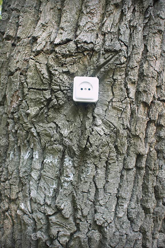 Electric Socket on Trees in Forest. Green Energy Concept Stock Image ...