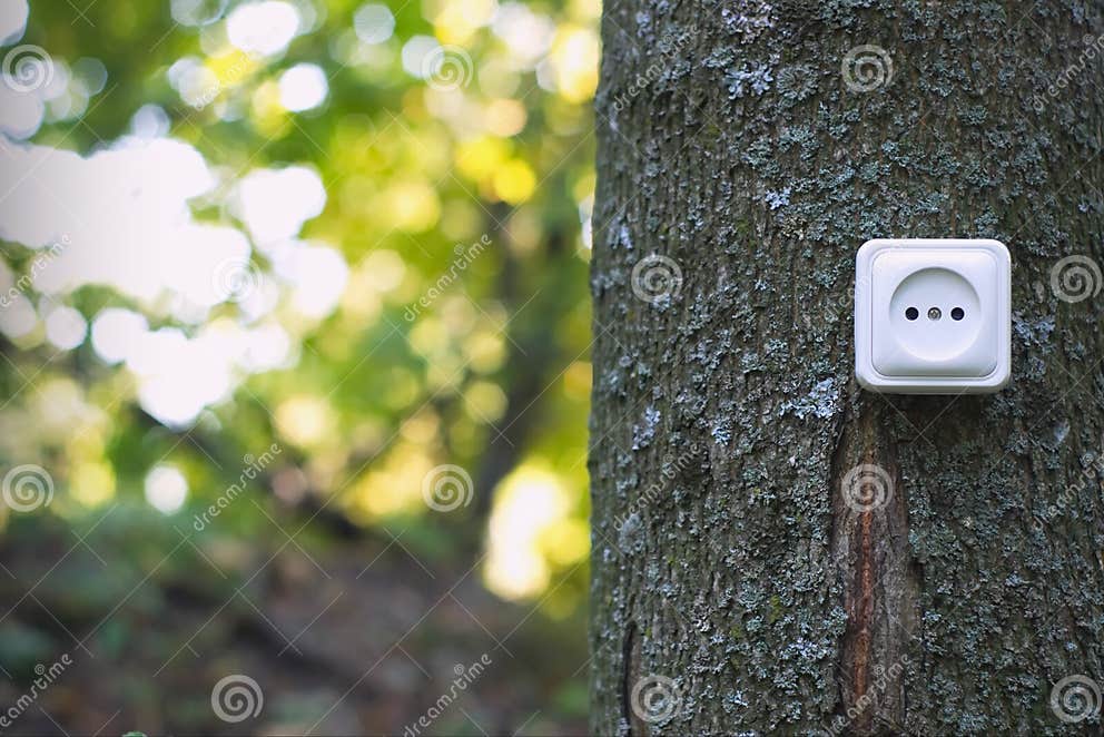 Electric Socket on Trees in Forest. Green Energy Concept Stock Image ...