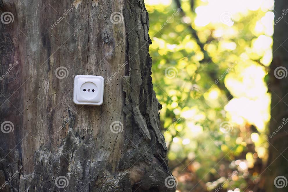 Electric Socket on Trees in Forest. Green Energy Concept Stock Image ...