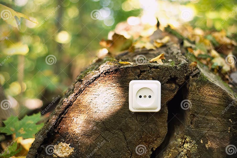 Electric Socket on Trees in Forest. Green Energy Concept Stock Image ...
